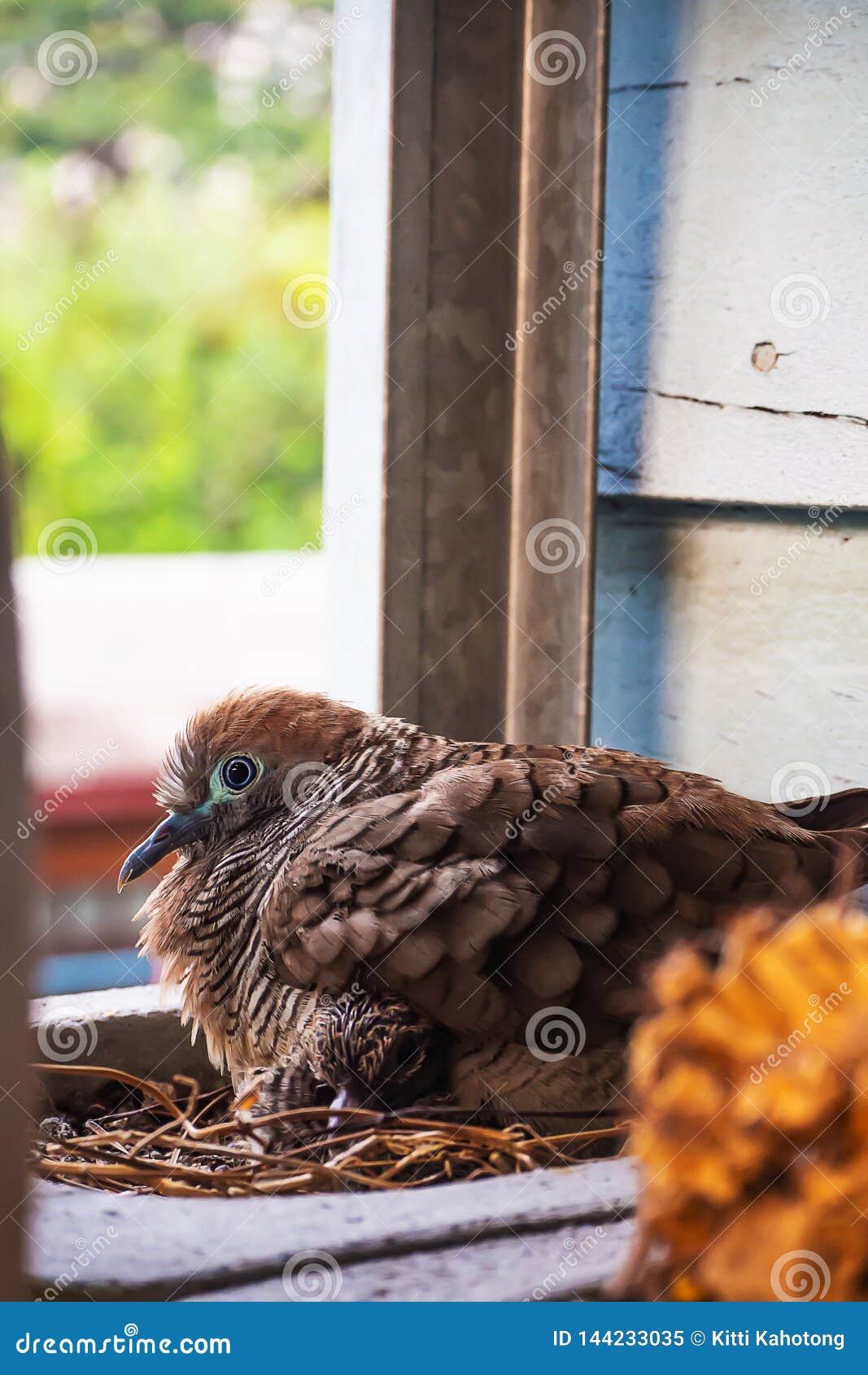 Spotted Dove Birds are Hatching Stock Image - Image of bird, plumage ...