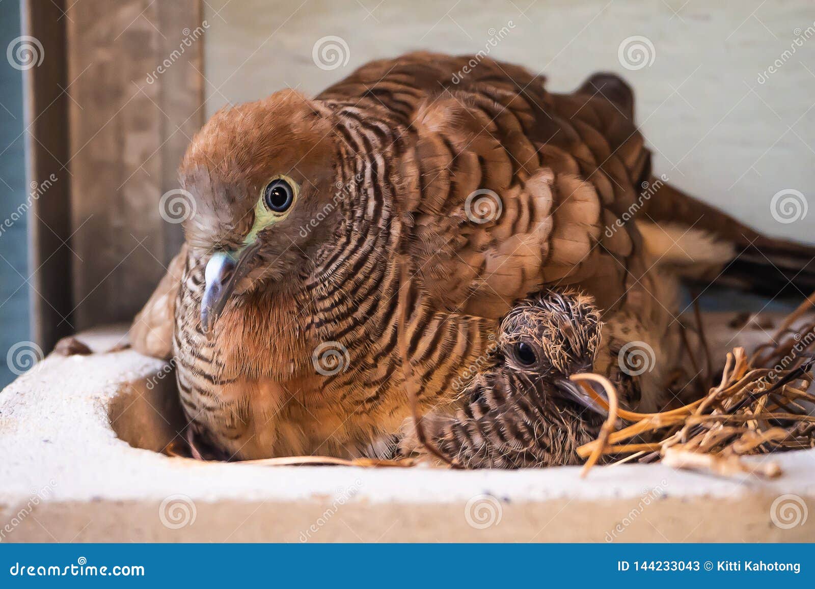 Spotted Dove Birds are Hatching Stock Image - Image of loft, home ...