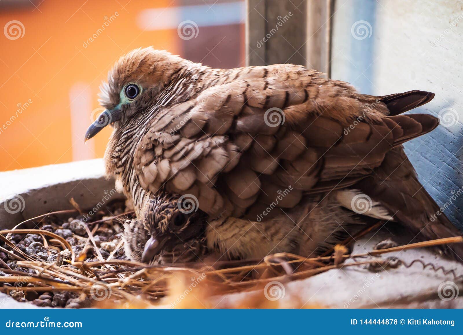 Spotted Dove Birds are Hatching Stock Photo - Image of background ...