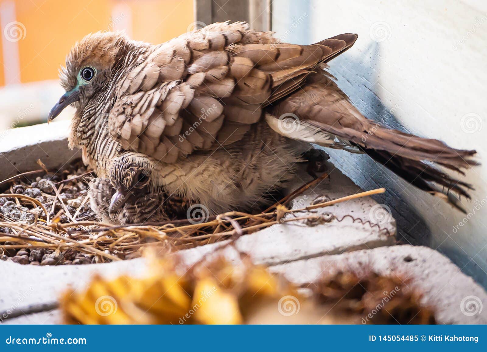 Spotted Dove Birds are Hatching Stock Image - Image of blue, animal ...