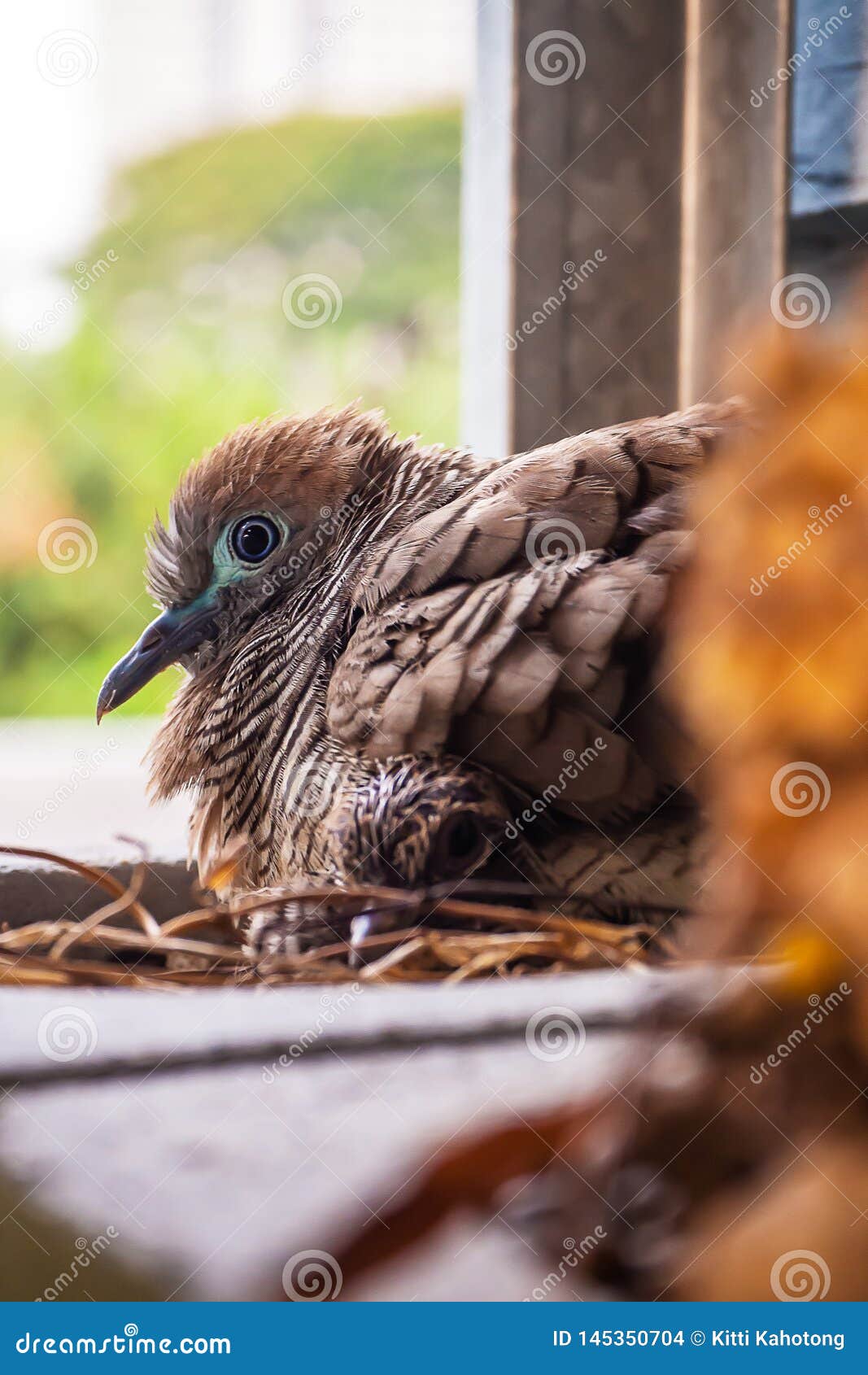 Spotted Dove Birds are Hatching Stock Photo - Image of india ...