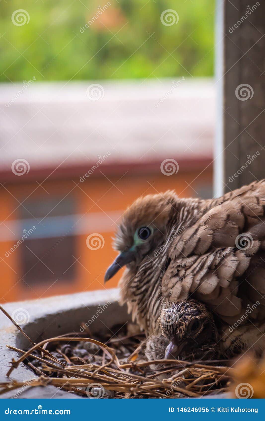 Spotted Dove Birds are Hatching Stock Photo - Image of natural ...