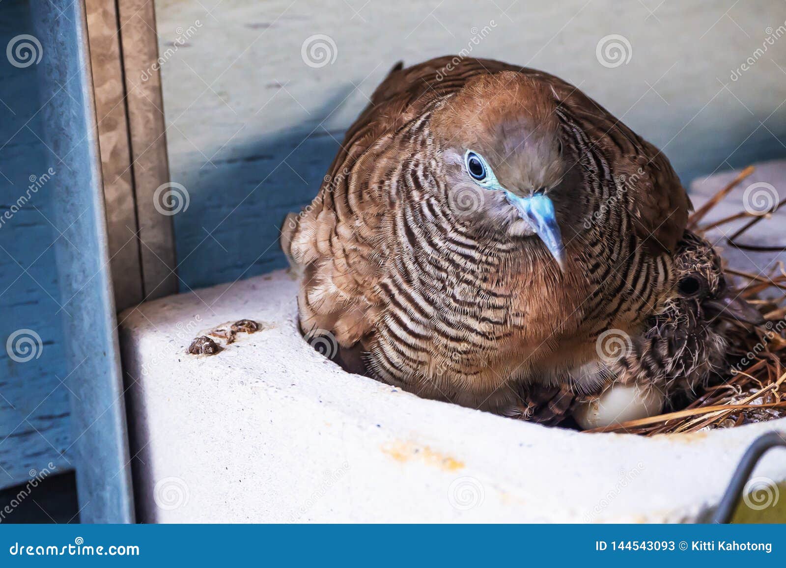 Spotted Dove Birds are Hatching Stock Image - Image of feather, brown ...