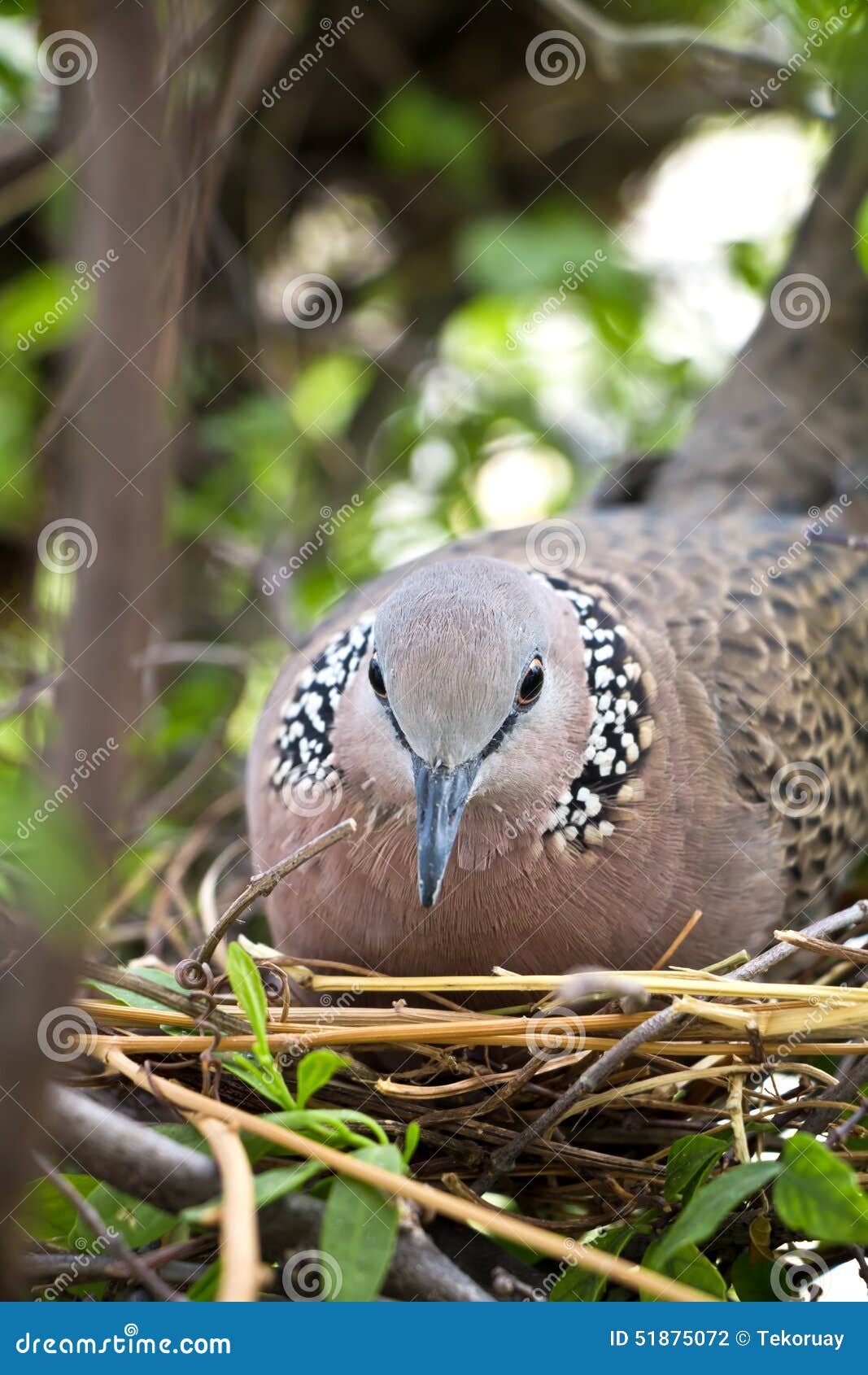 Spotted Dove is Brooding in a Garden. Stock Photo - Image of spilopelia ...