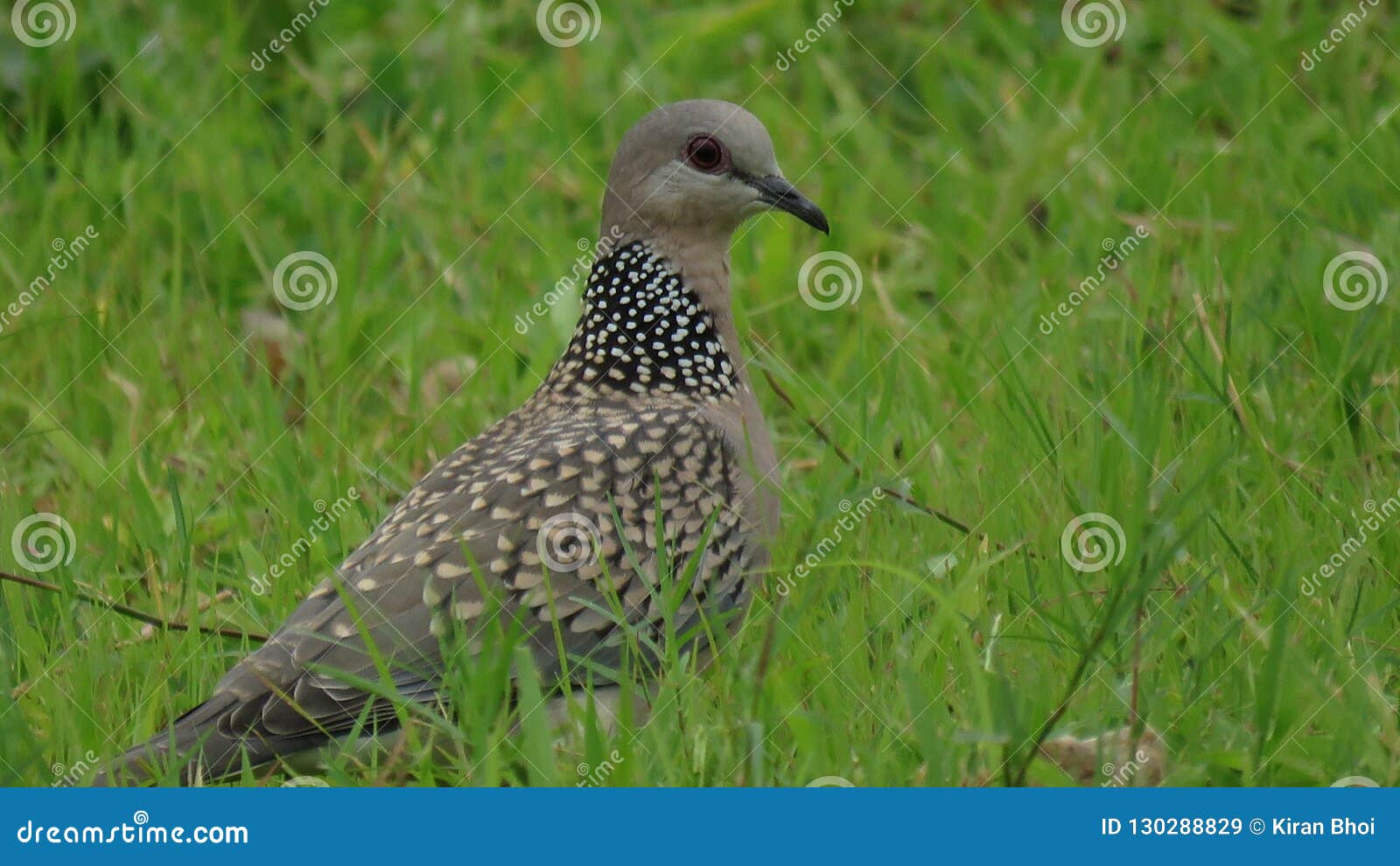 Spotted Dove stock image. Image of birds, indian, spotted - 130288829