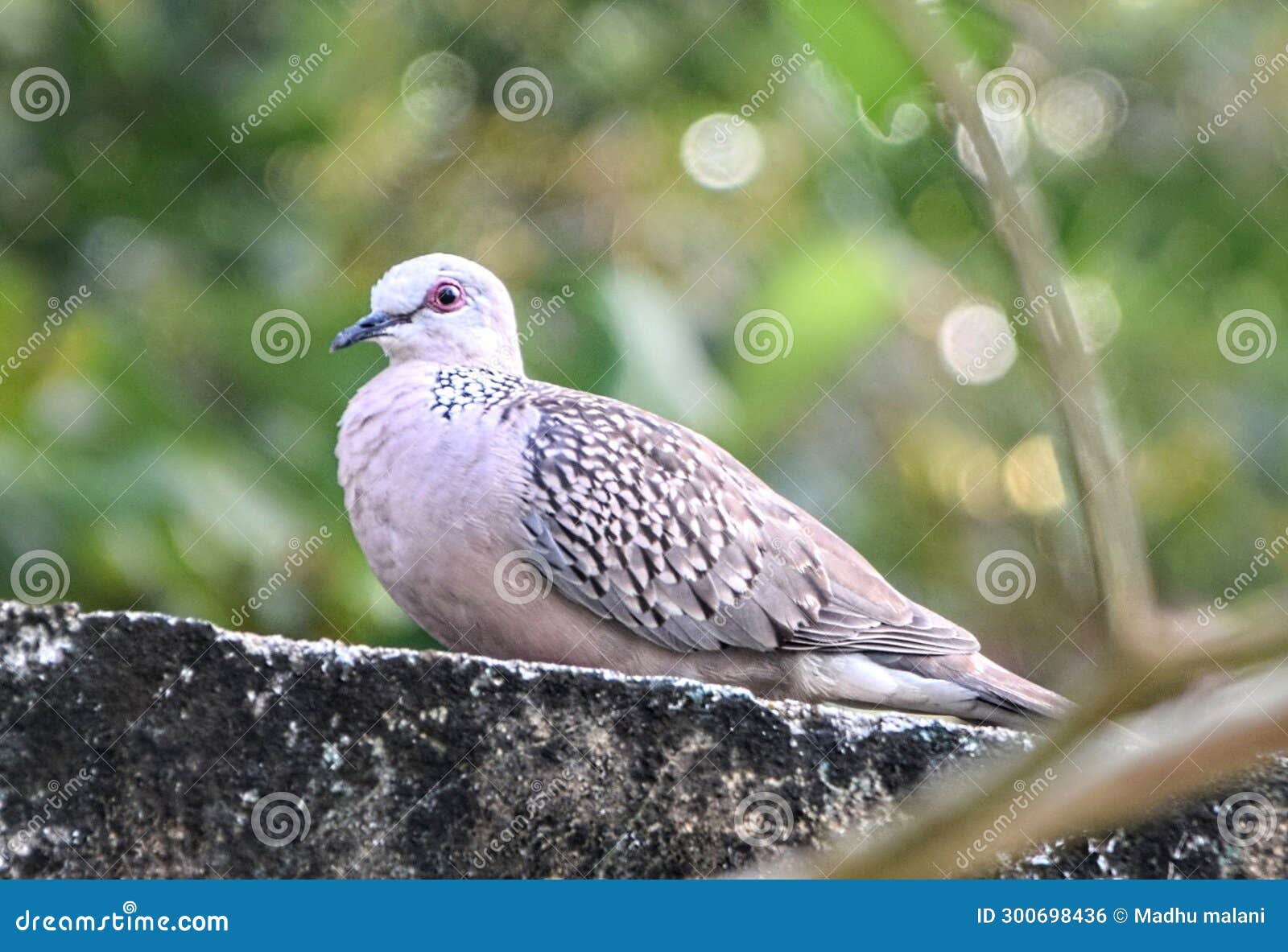 Spotted Dove Sitting and Looking Forward Stock Photo - Image of animal ...