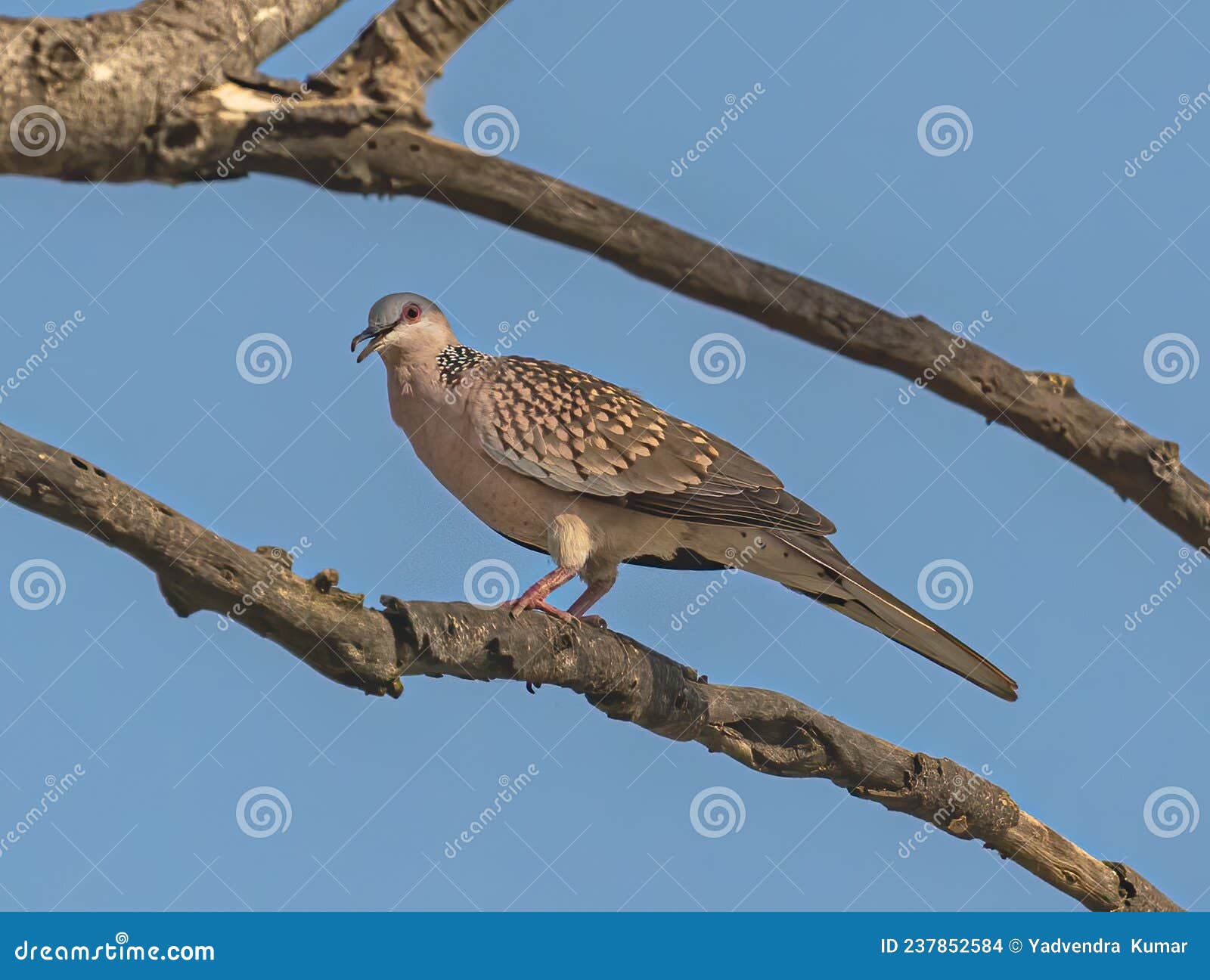 Spotted Dove Sitting on a Tree Stock Photo - Image of pigeon, colours ...