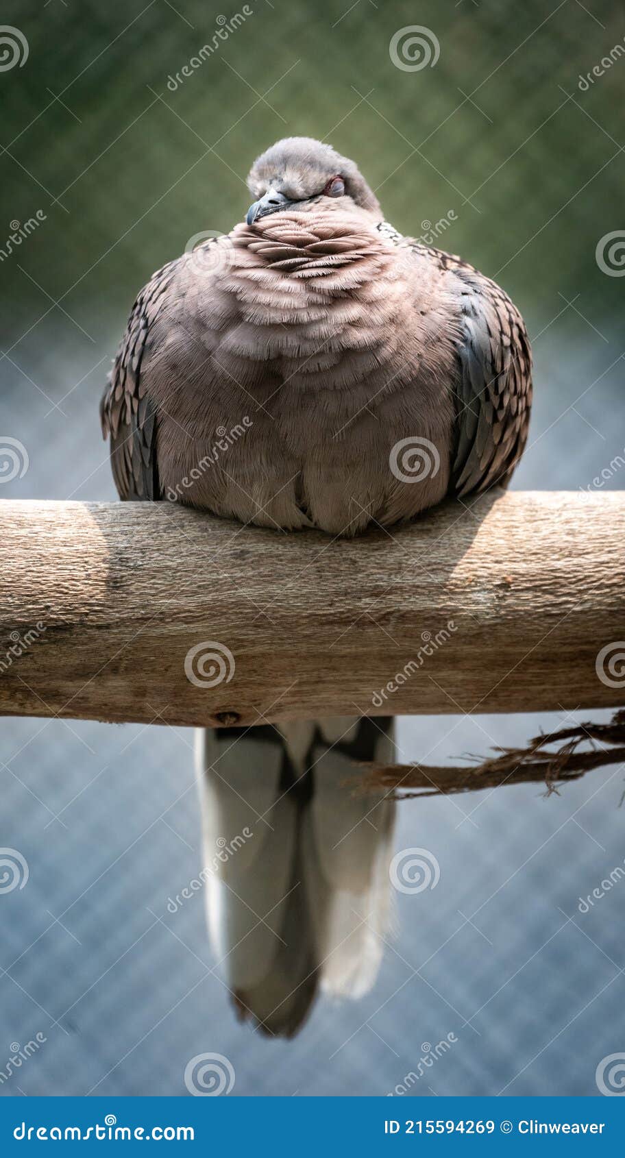 Spotted Dove Sleeping on Tree Branch Stock Image - Image of nature ...