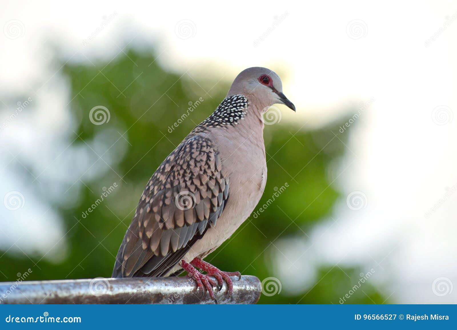 Spotted dove stock image. Image of peace, nature, creature - 96566527