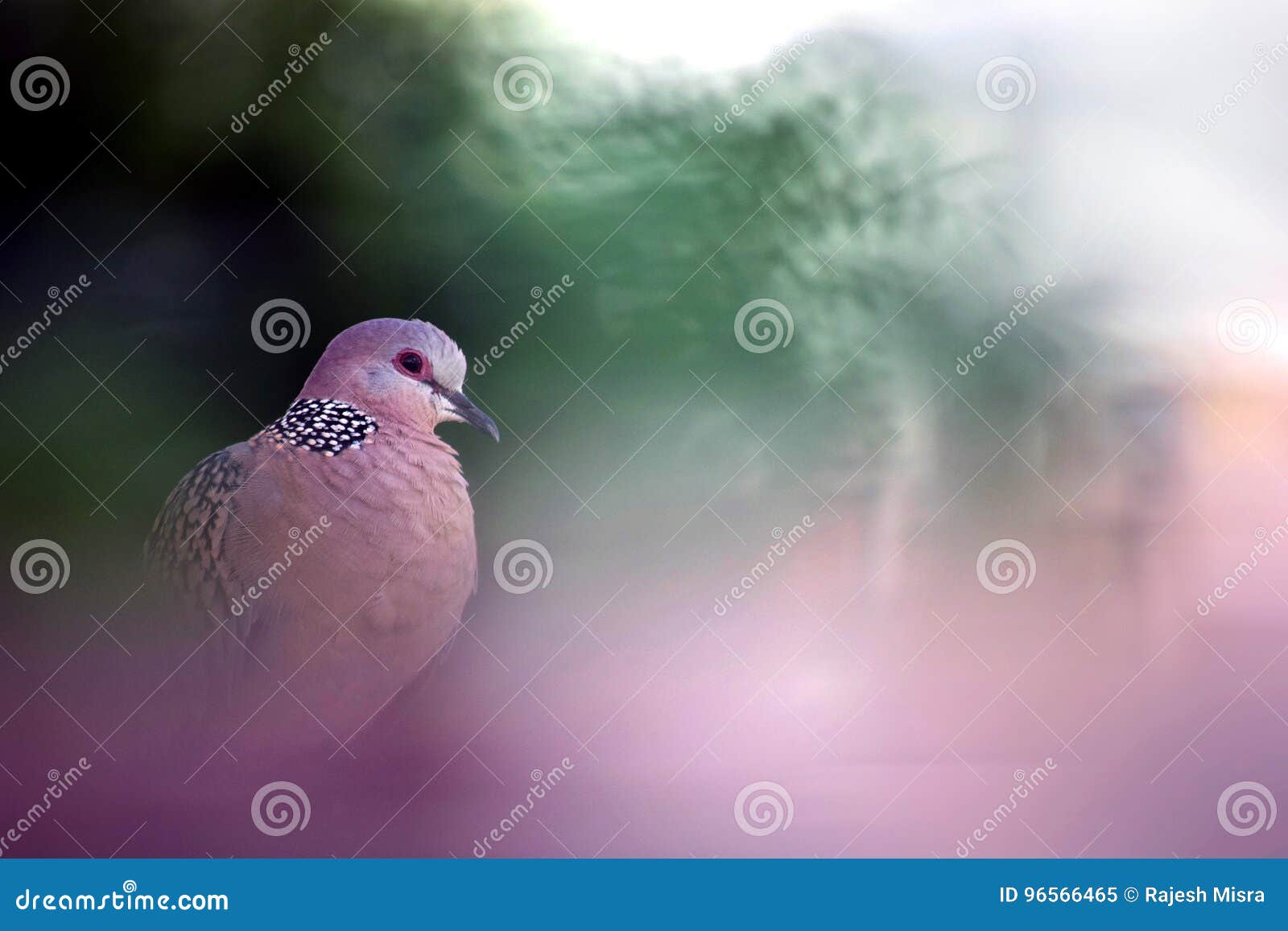 Spotted dove stock image. Image of peace, nature, dove - 96566465
