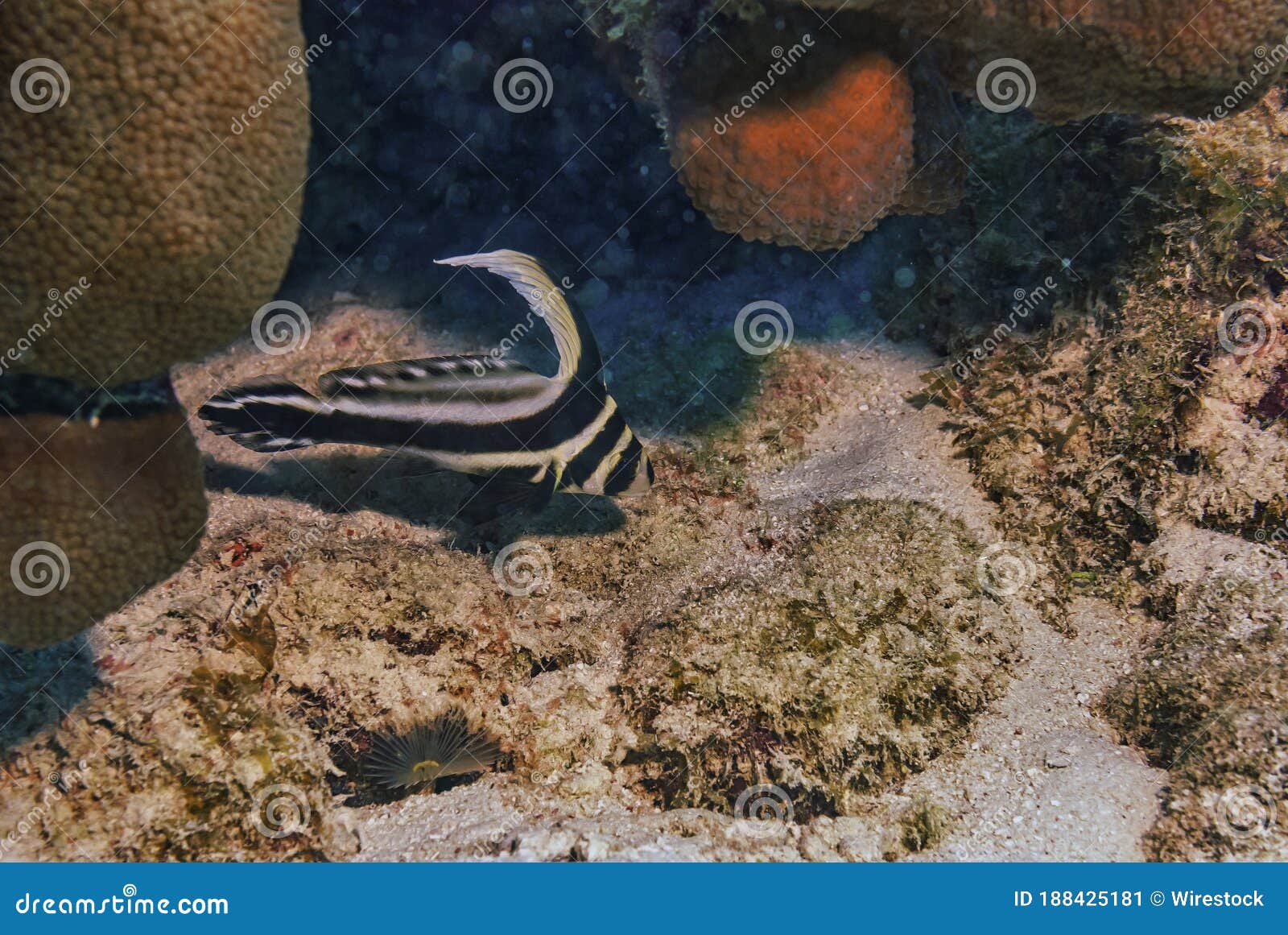 Spotted Drum Fish Swimming in Coral Stock Image - Image of wave ...