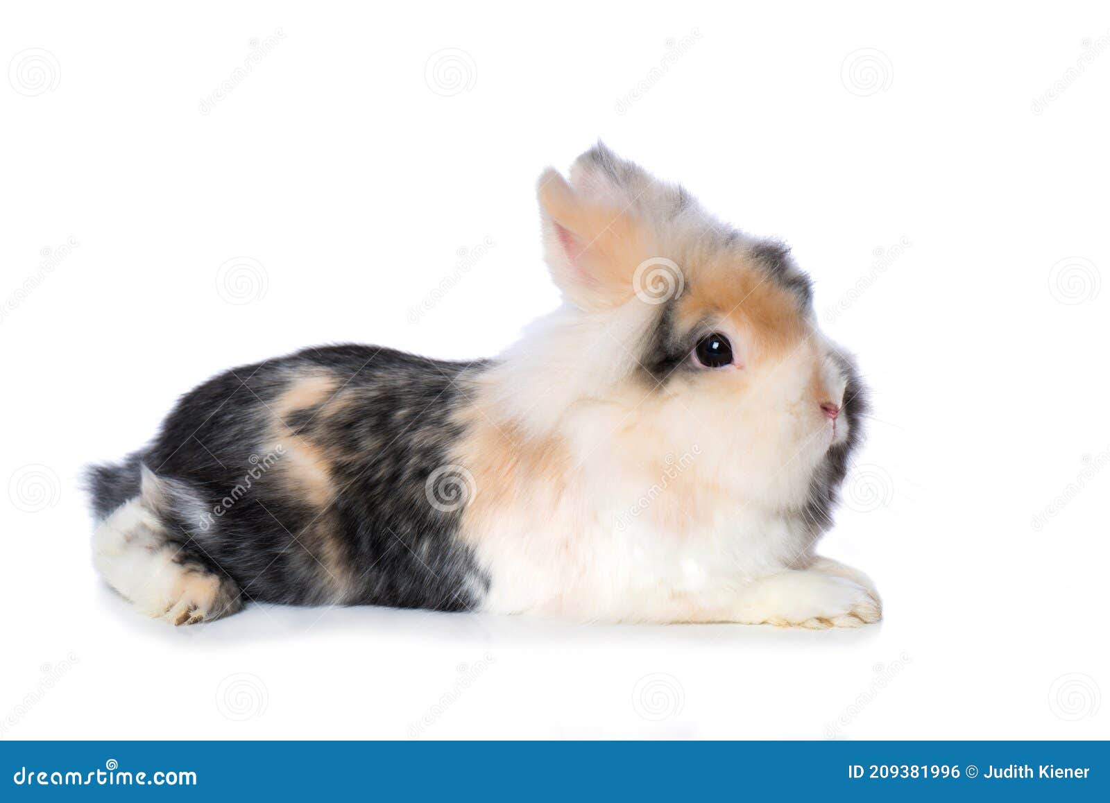 Spotted Dwarf Rabbit Isolated on White Stock Photo - Image of ...