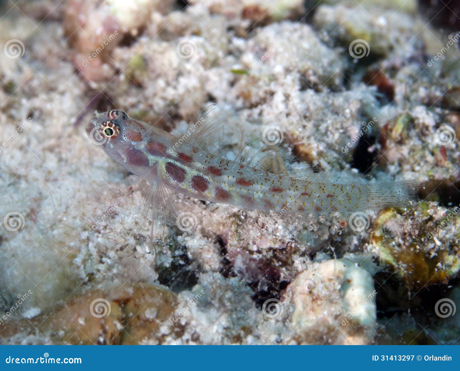 Spotted dwarfgoby stock image. Image of vivid, bright - 31413297