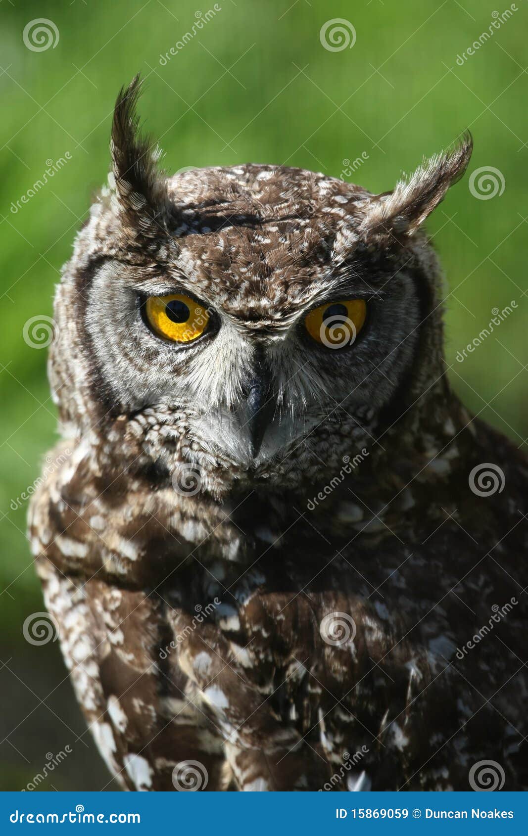 Spotted Eagle Owl stock image. Image of hunter, raptor - 15869059
