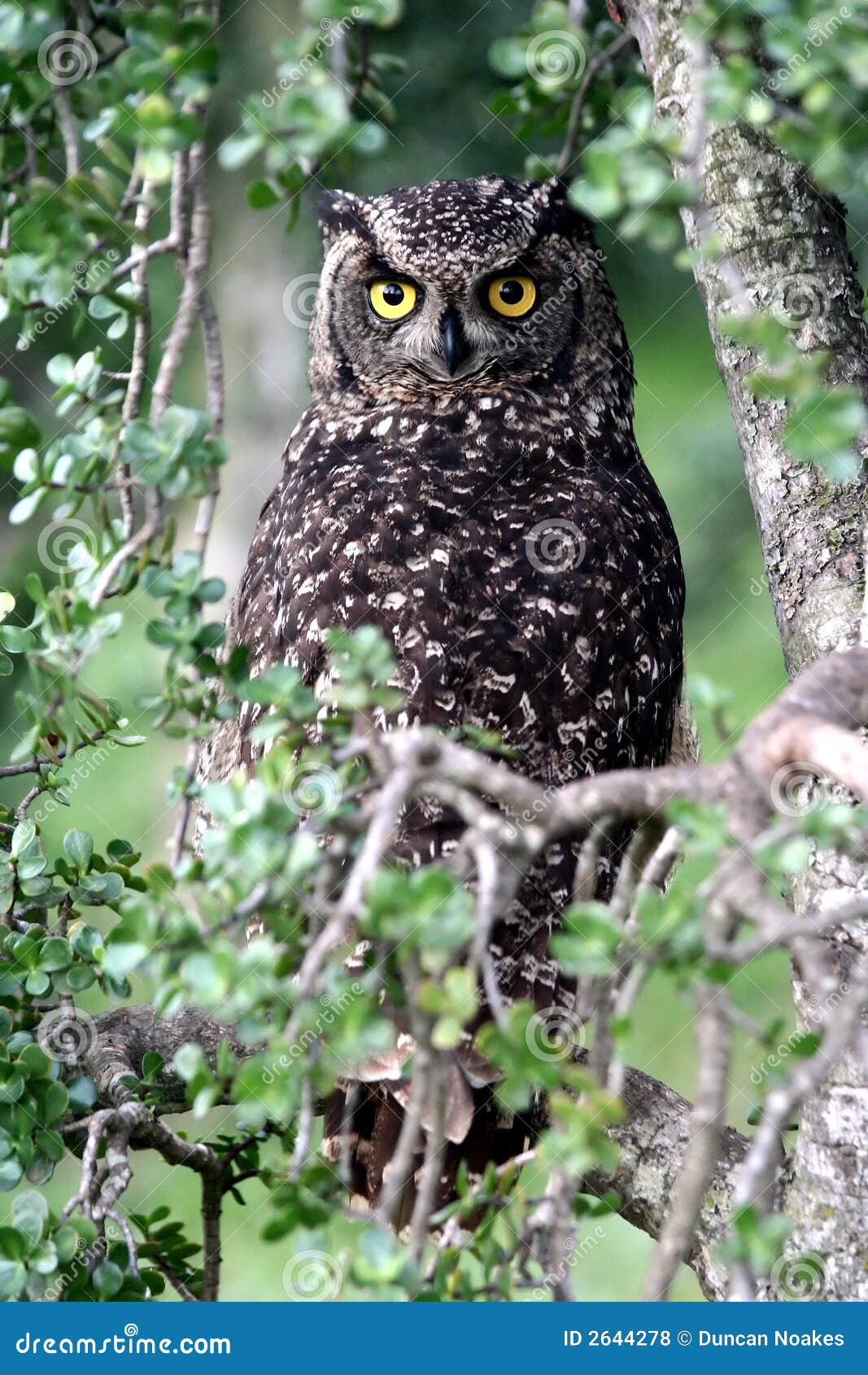 Spotted Eagle Owl stock photo. Image of bird, round, yellow - 2644278
