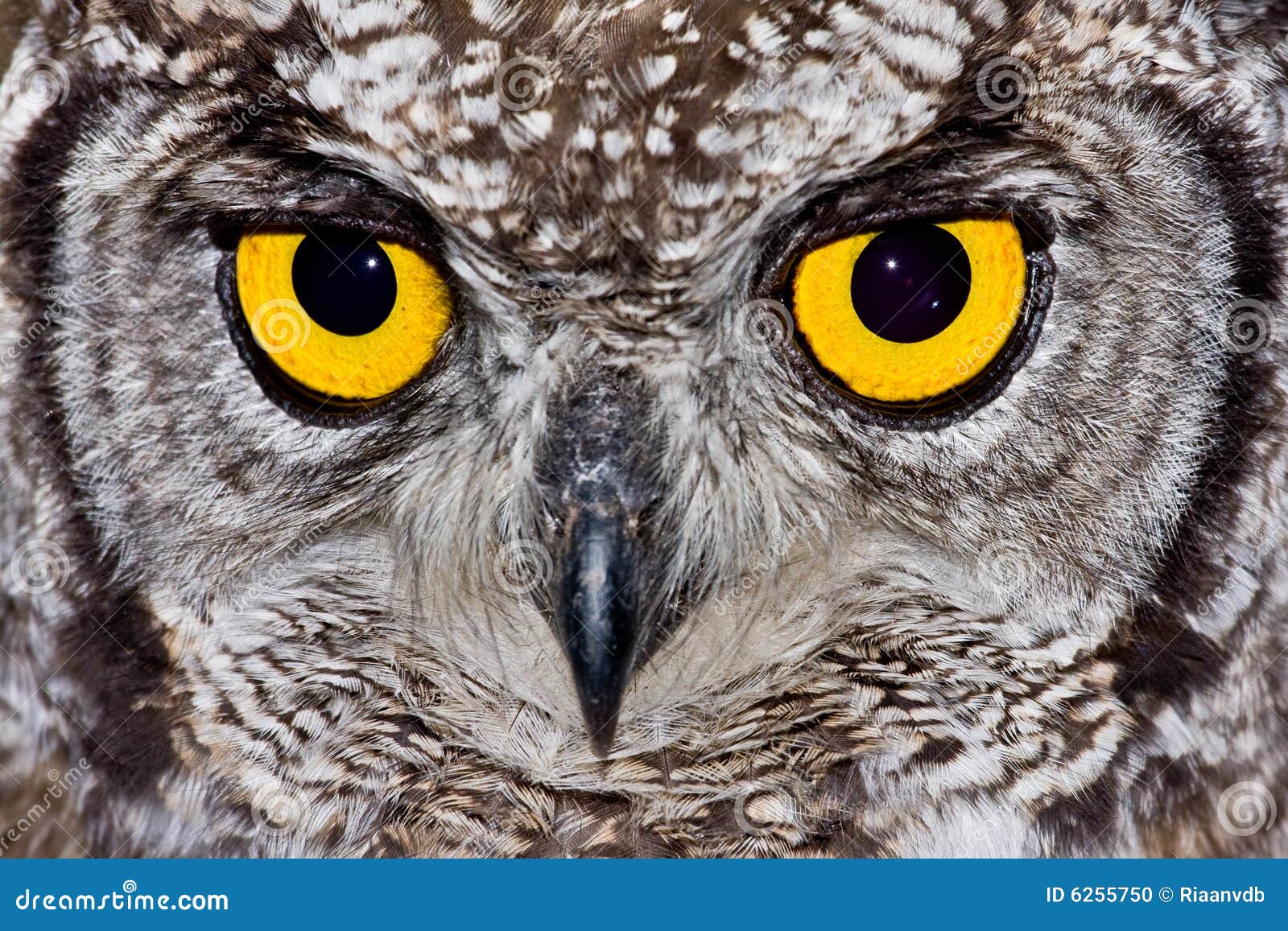 Spotted Eagle Ray Aetobatus Narinari Isolated On A White Background ...