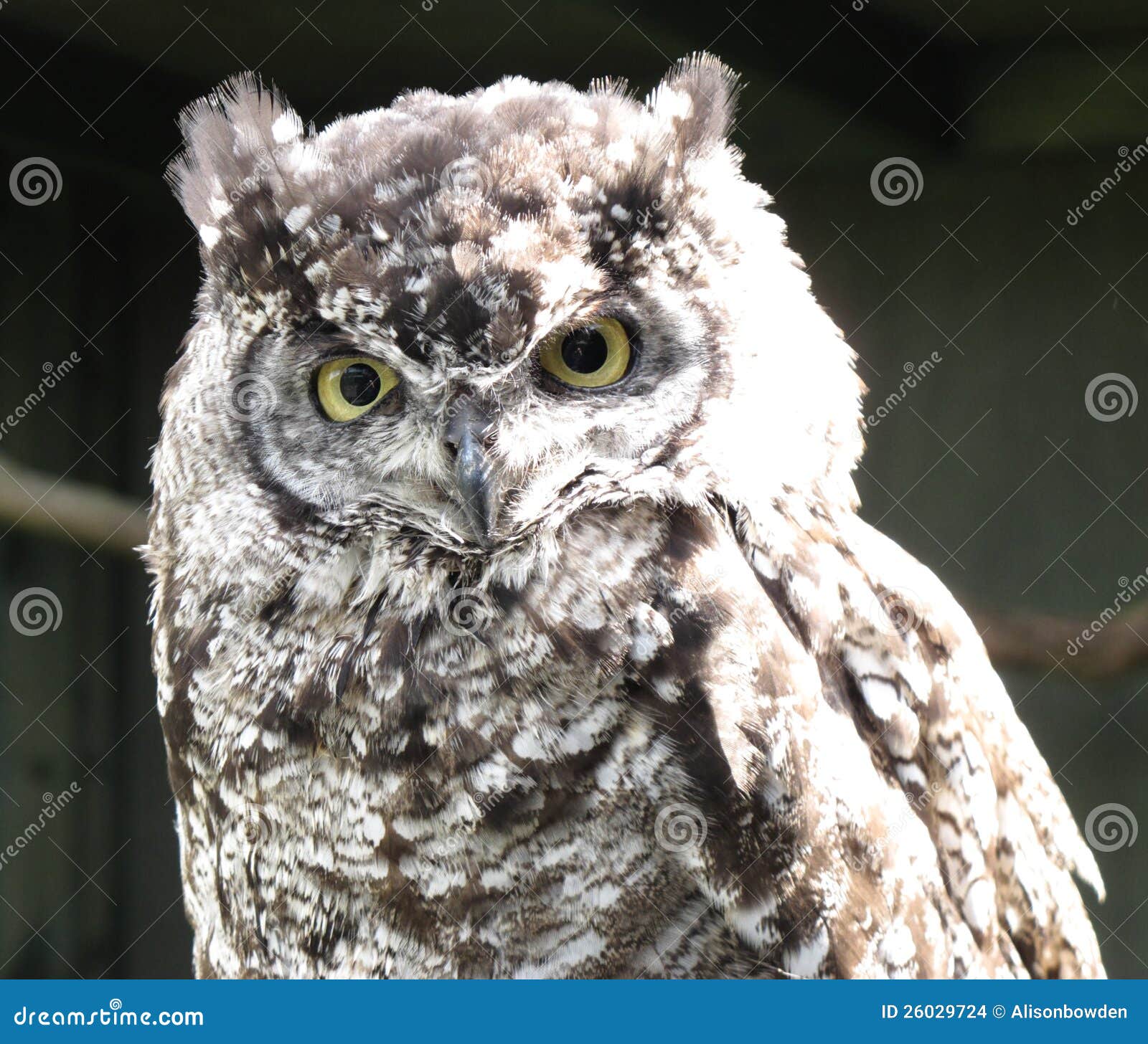 Spotted Eagle Owl Bubo Africanus Stock Photo - Image of eyes, animal ...
