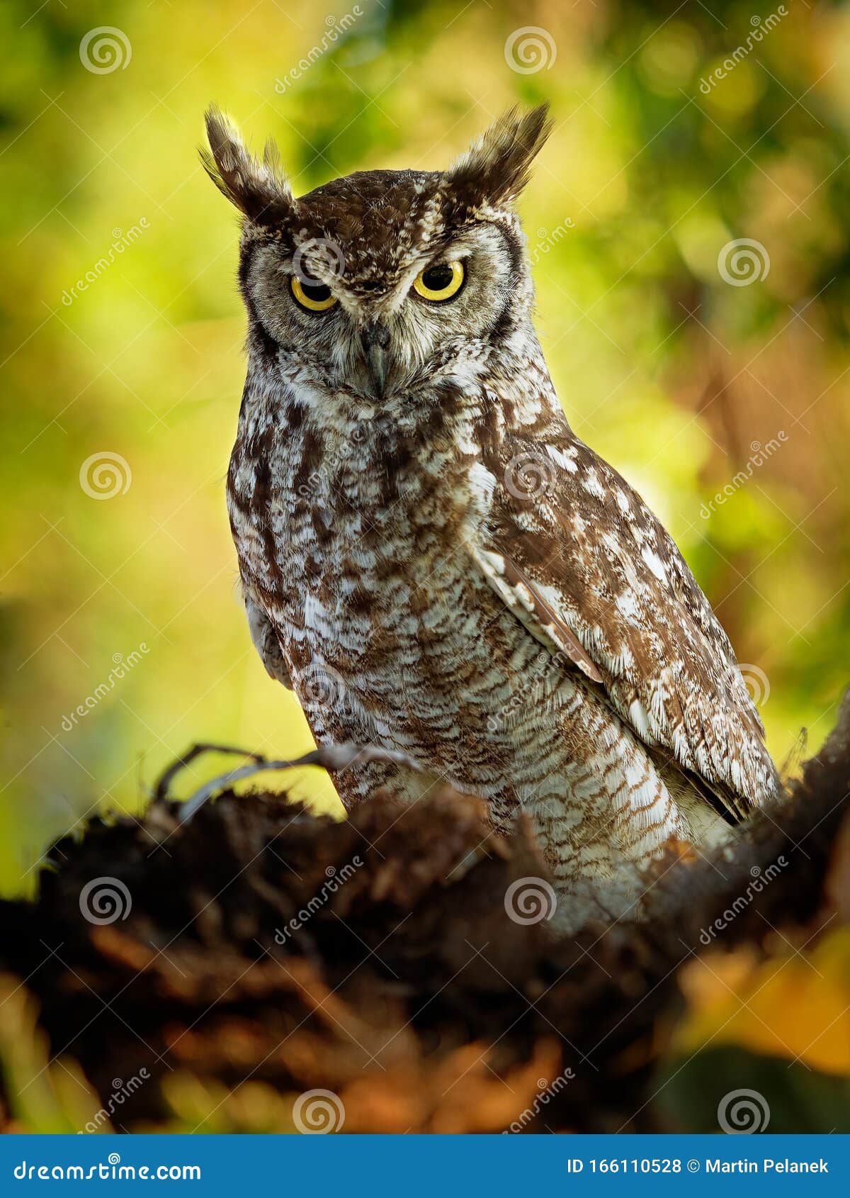 Spotted Eagle-Owl - Bubo Africanus Also Called African Spotted Eagle ...