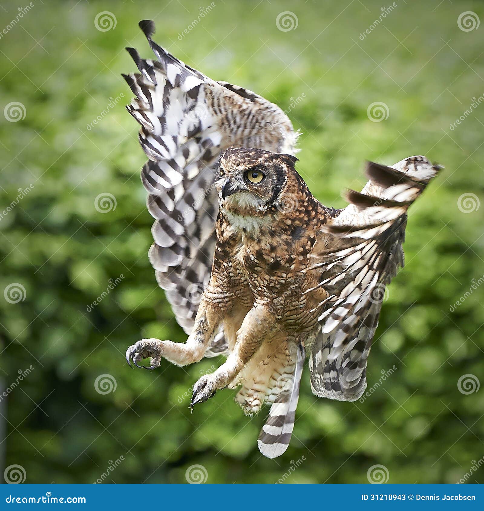 Spotted Eagle Owl (Bubo Africanus) Stock Image - Image of predator ...