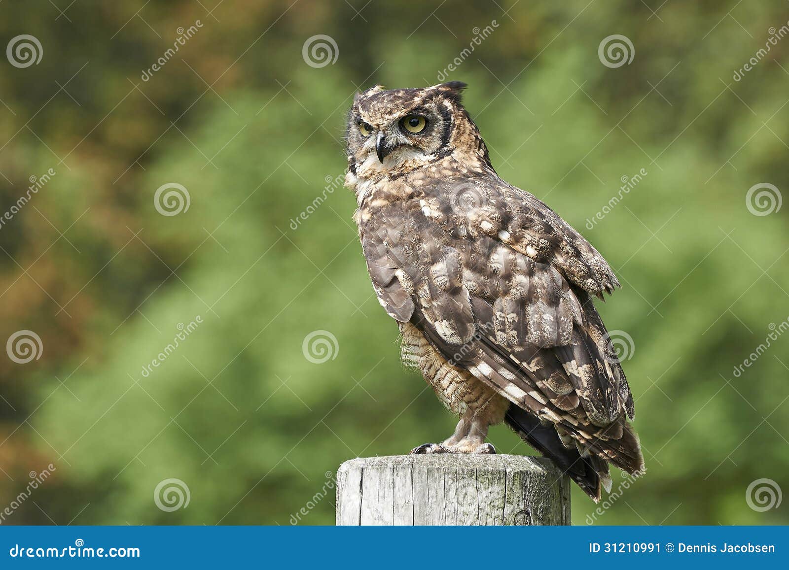 Spotted Eagle Owl (Bubo Africanus) Stock Image - Image of eagle ...