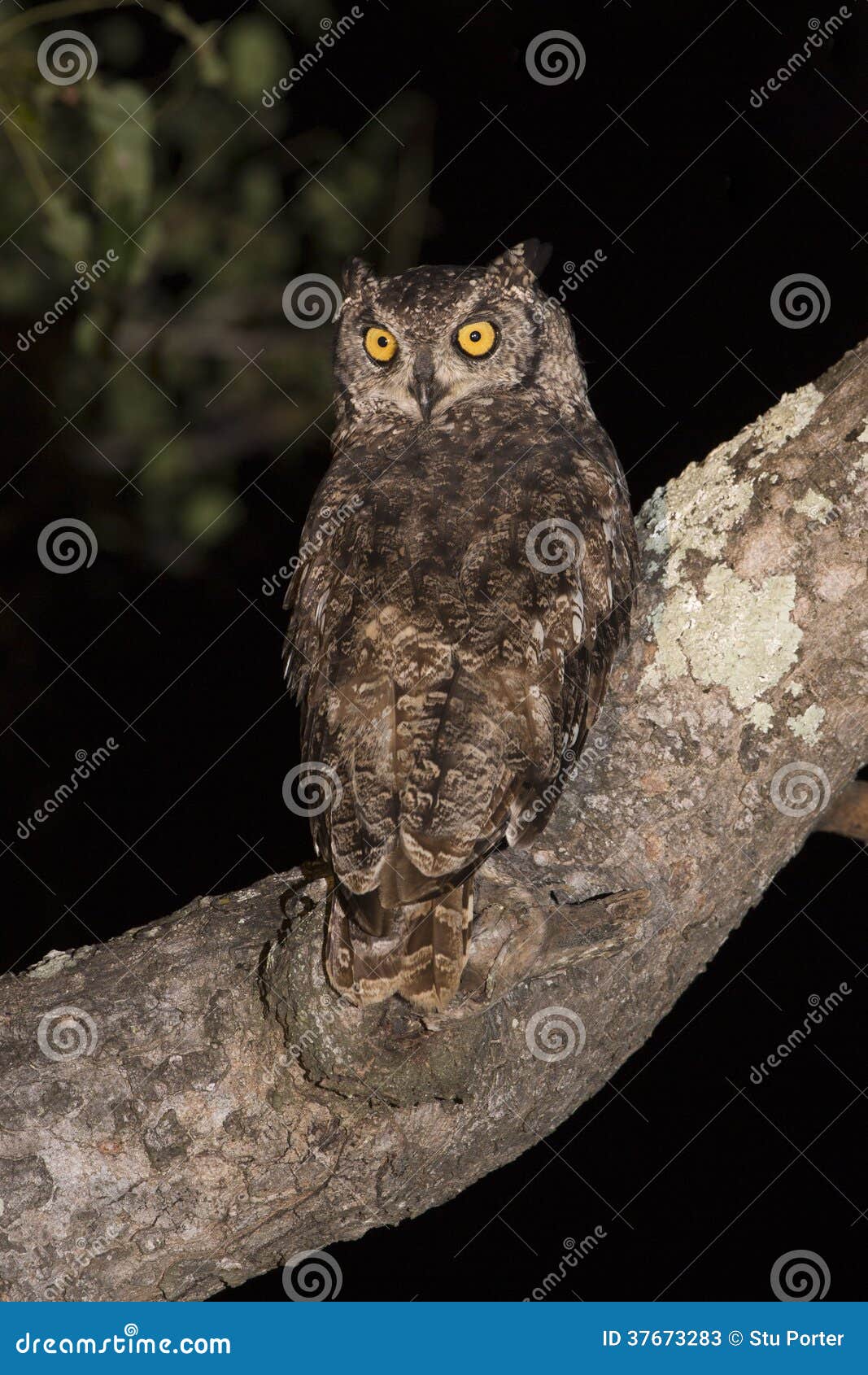 Spotted Eagle Owl (Bubo Africanus) Stock Image - Image of africa ...