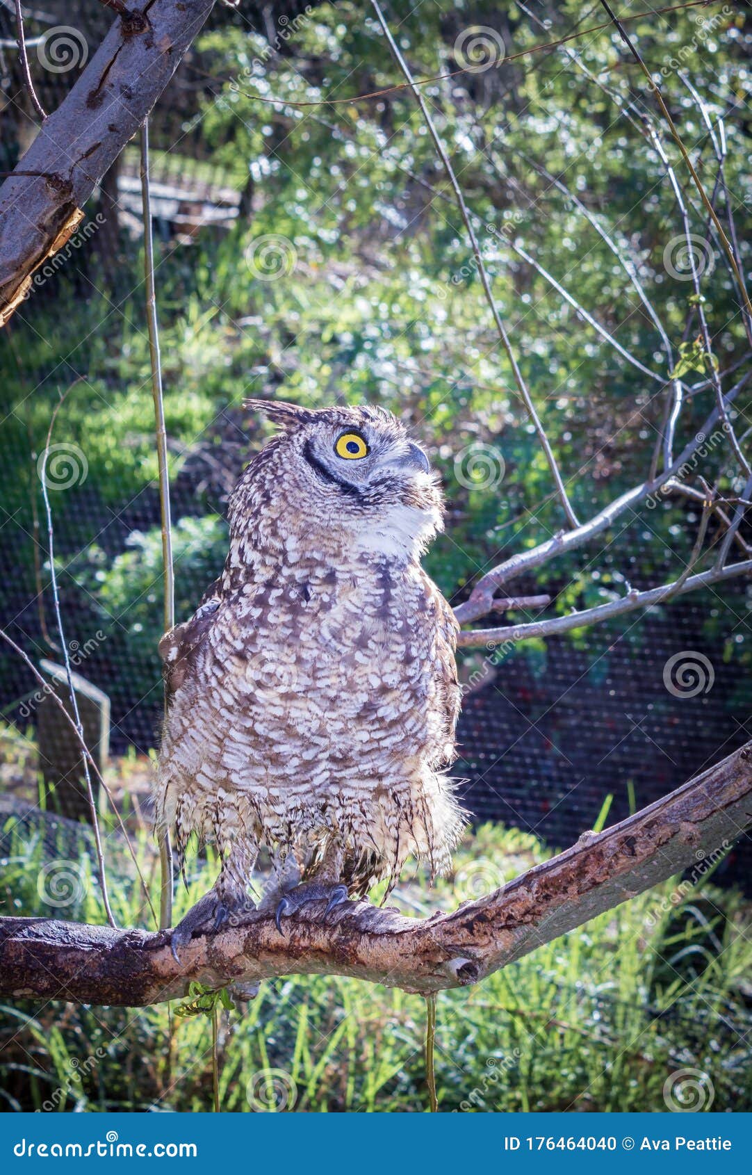 Spotted Eagle-owl Bubo Africanus Perching in a Tree during the Day ...