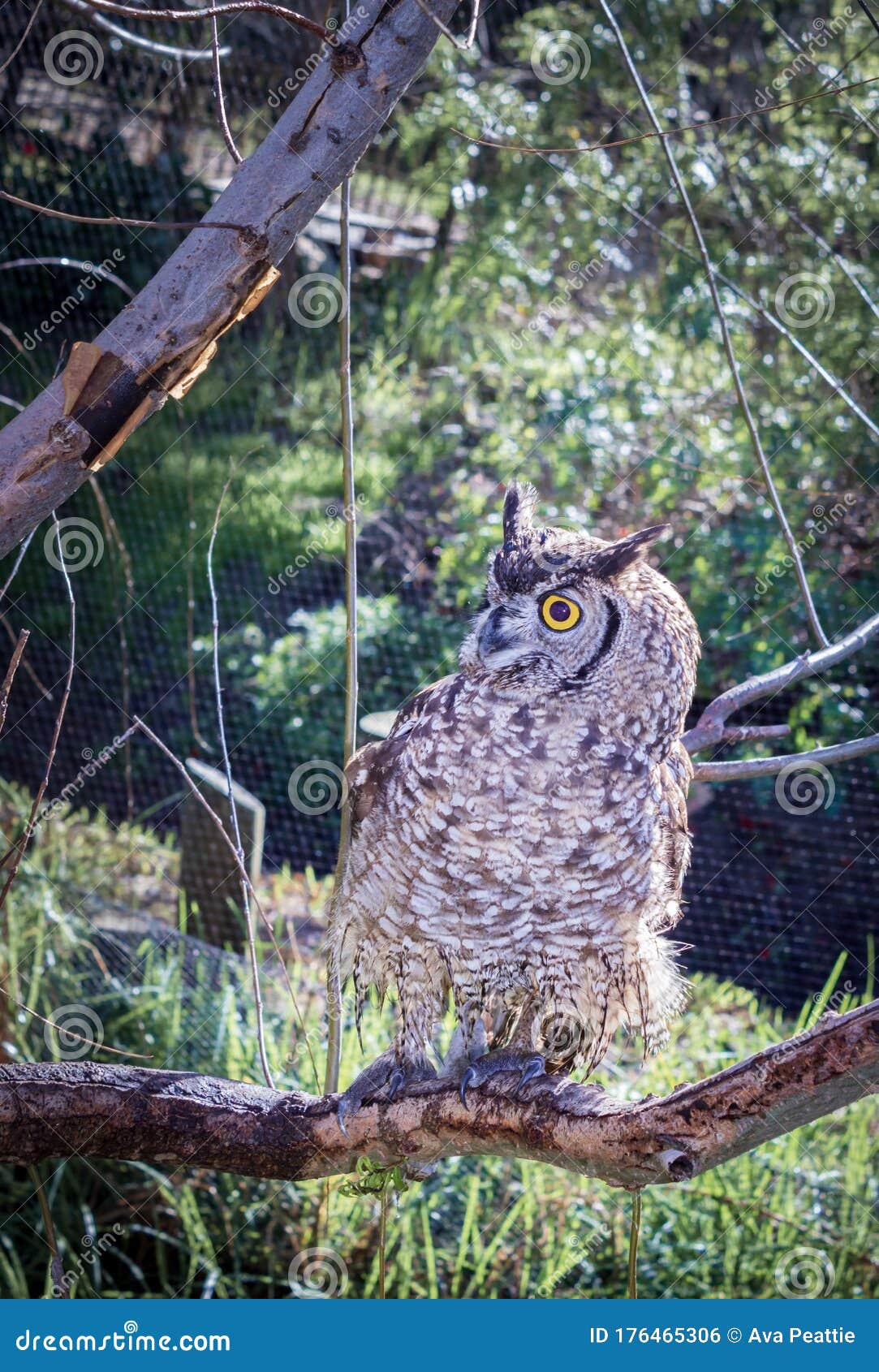 Spotted Eagle-owl Bubo Africanus Perching in a Tree during the Day ...
