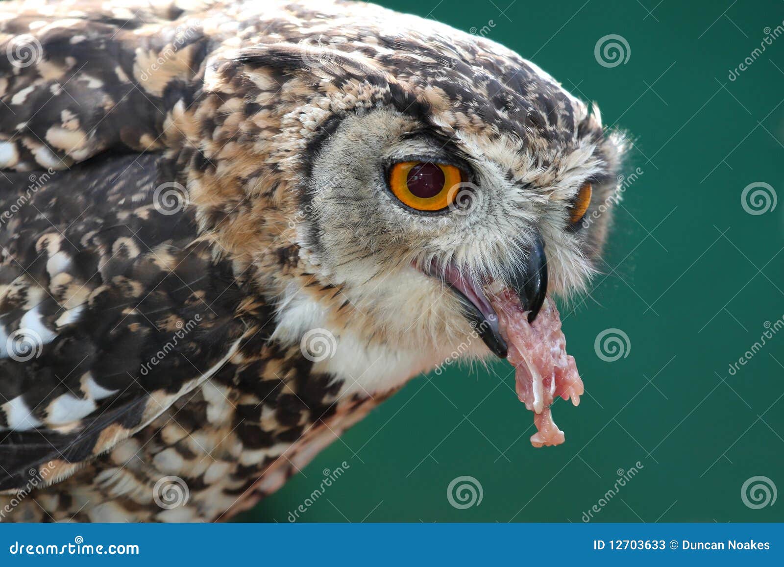 Spotted Eagle Owl Eating stock image. Image of african - 12703633