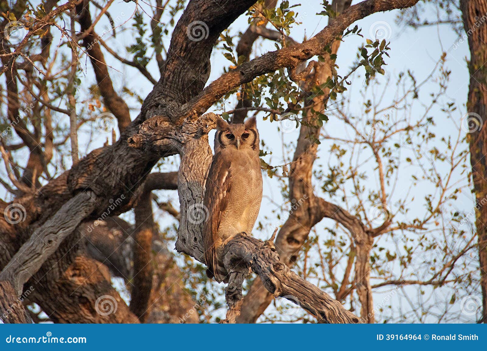 Spotted eagle owl stock photo. Image of african, largest - 39164964