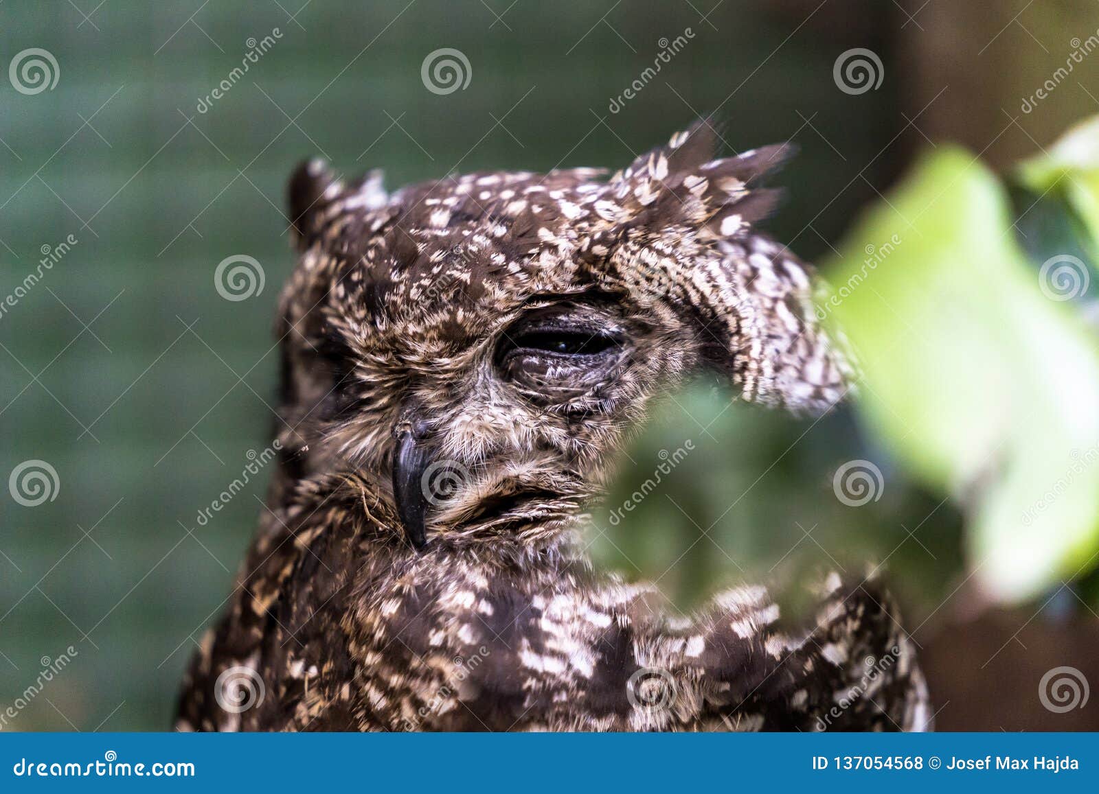 Spotted Eagle Owl with only One Eye in Bird Rescue Station Stock Photo ...