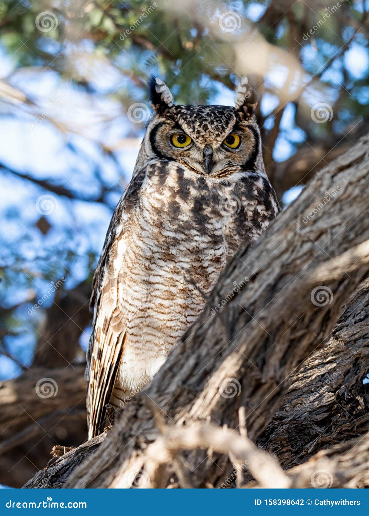 Spotted Eagle-Owl stock photo. Image of spots, tree - 158398642