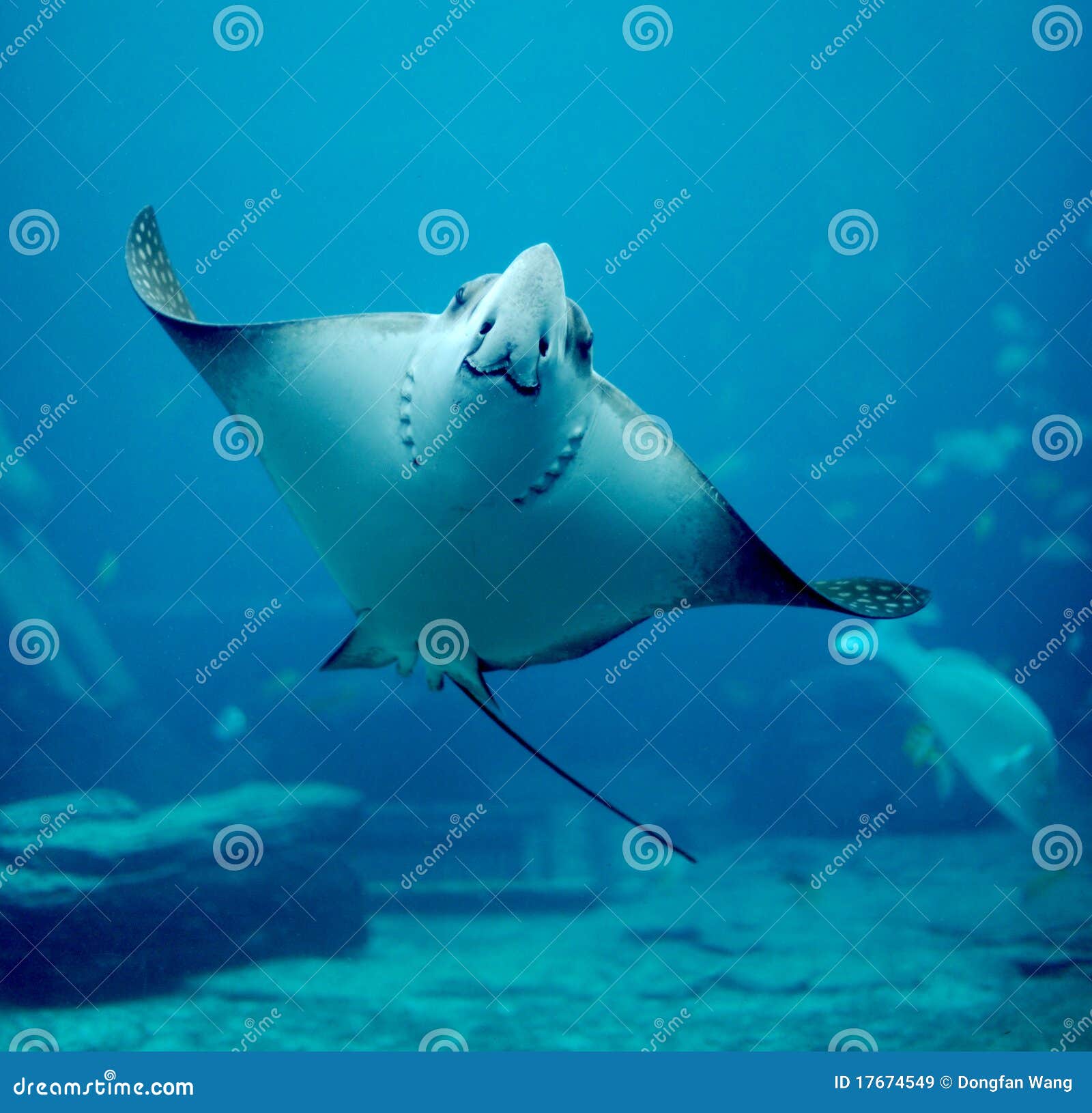 Spotted Eagle-ray stock image. Image of eagleray, underwater - 17674549