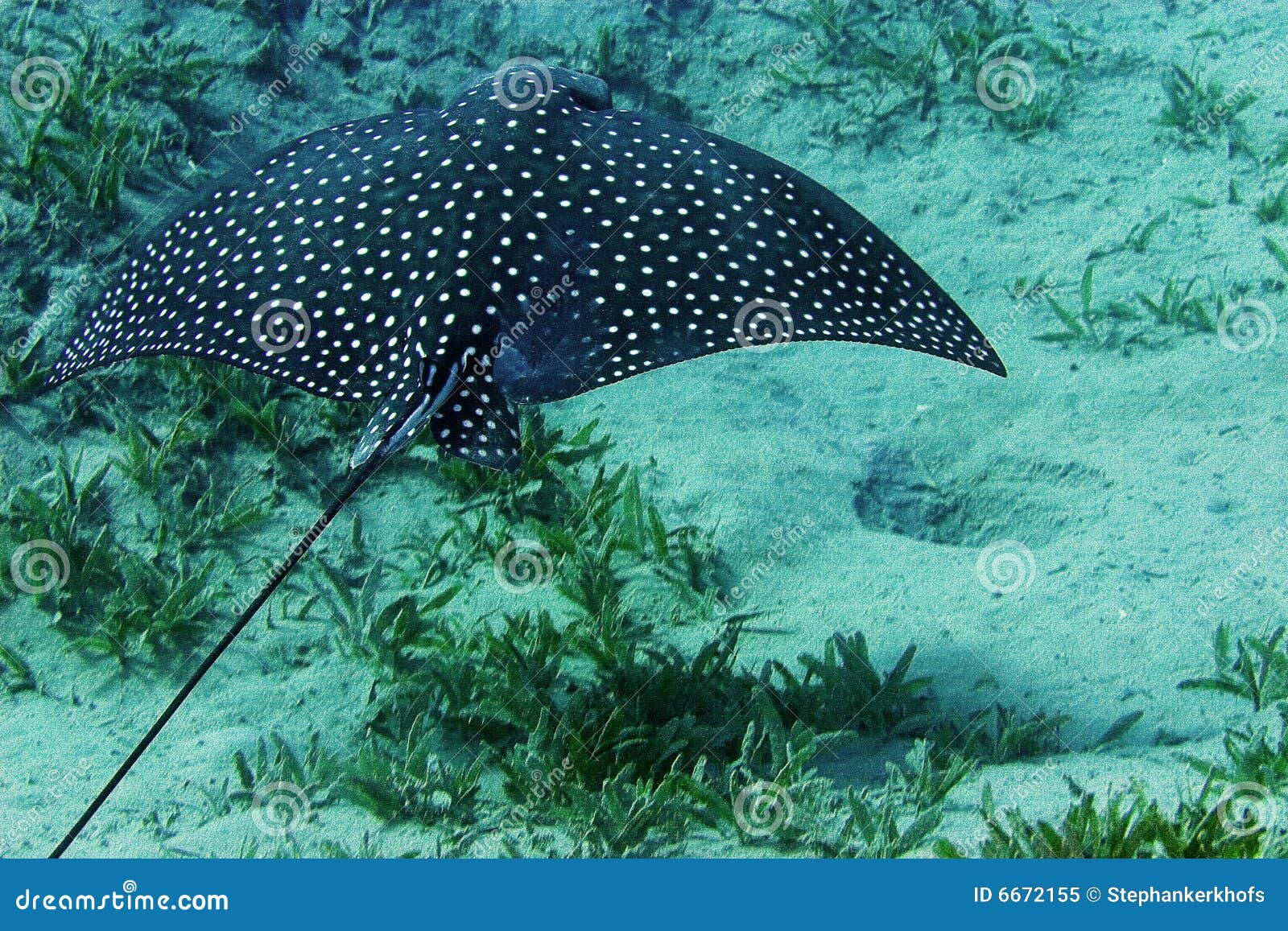 Spotted Eagle Ray (Aetobatus Narinari) Stock Image - Image of animal ...