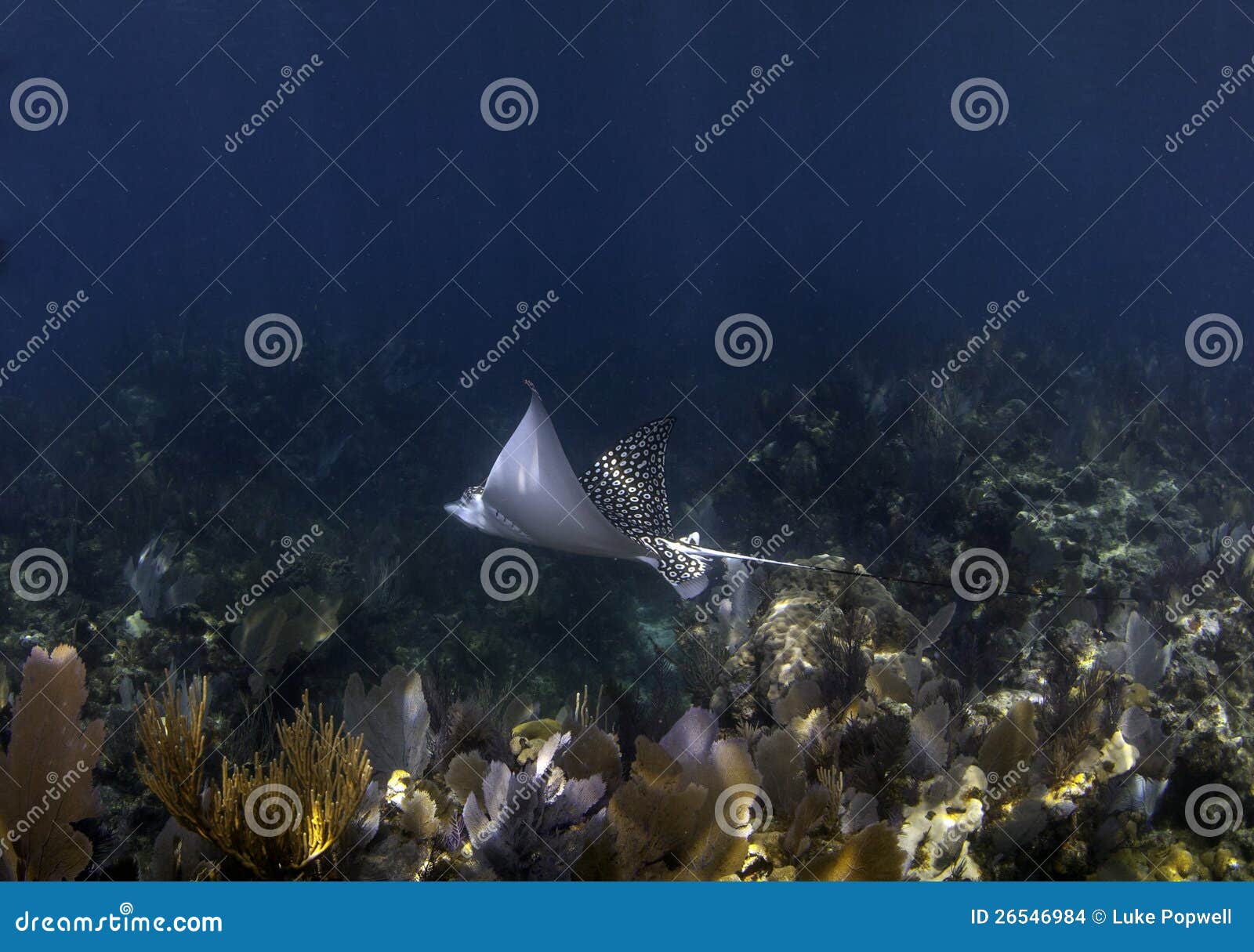 Spotted Eagle Ray Swimming Above Coral Reef Stock Photo - Image of ...