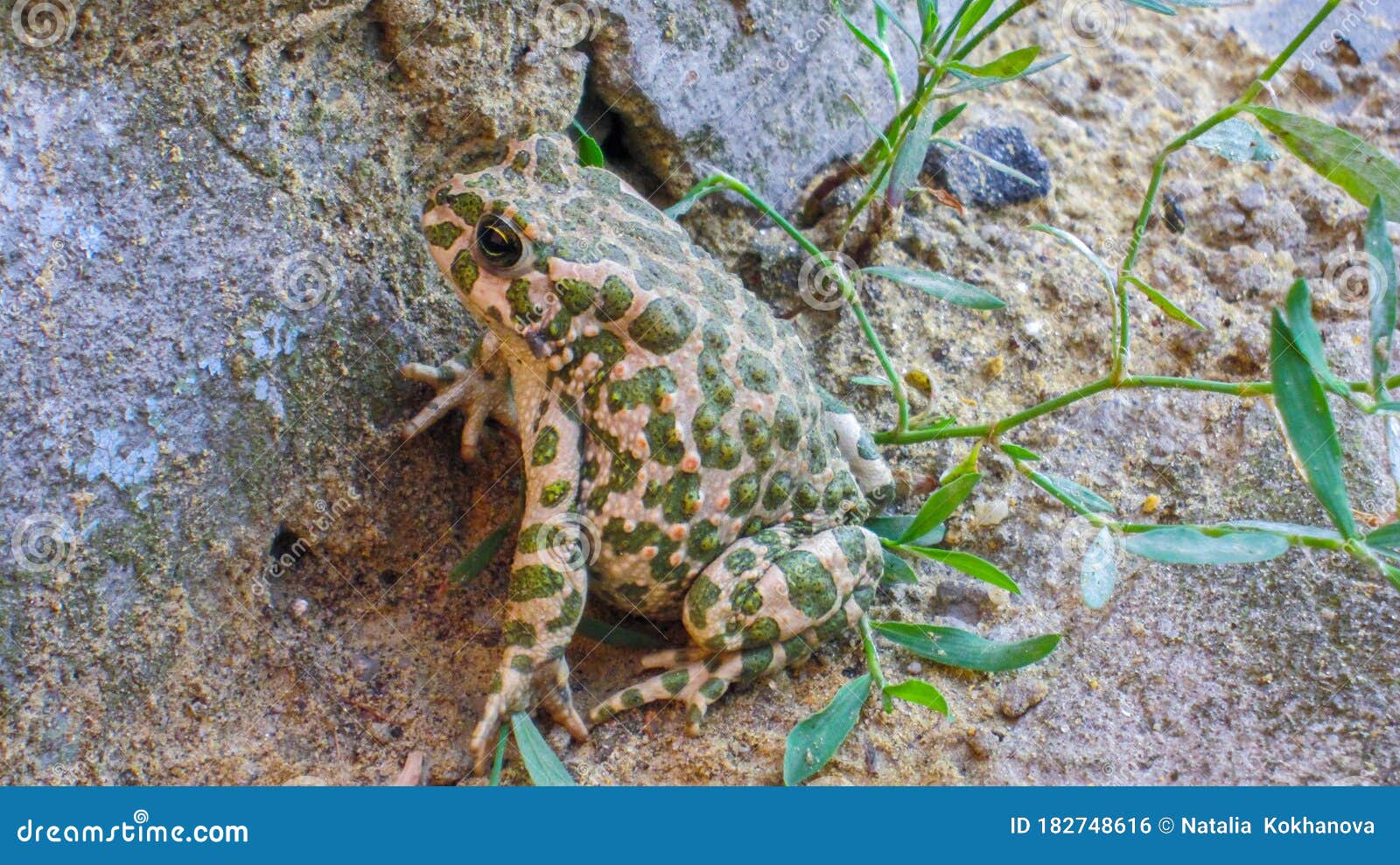Spotted Earthen Toad Sits on Stones Stock Photo - Image of nature ...