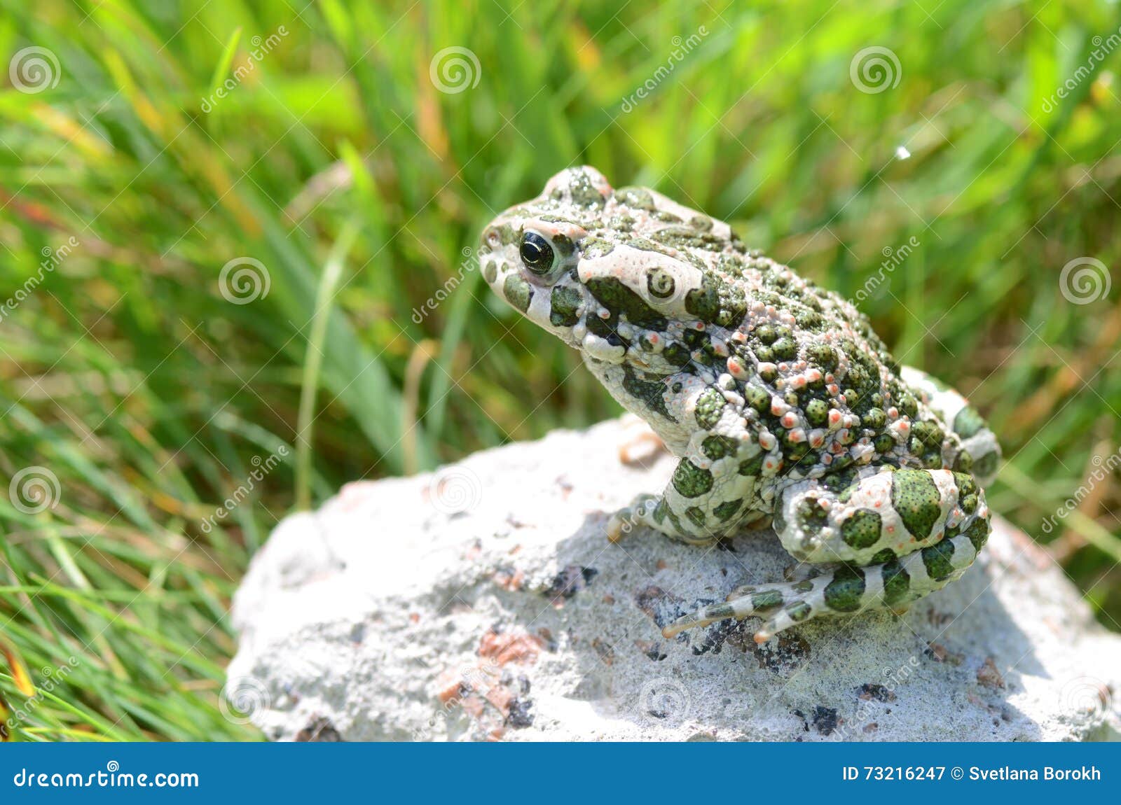 Spotted an Earthen Toad Sitting on a Stone, Close-up. Bufo Bufo Stock ...