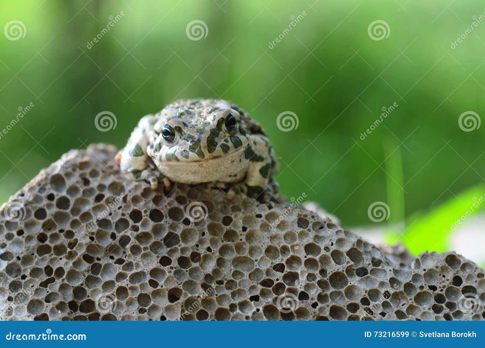 Spotted an Earthen Toad Sitting on a Stone, Close-up. Bufo Bufo Stock ...