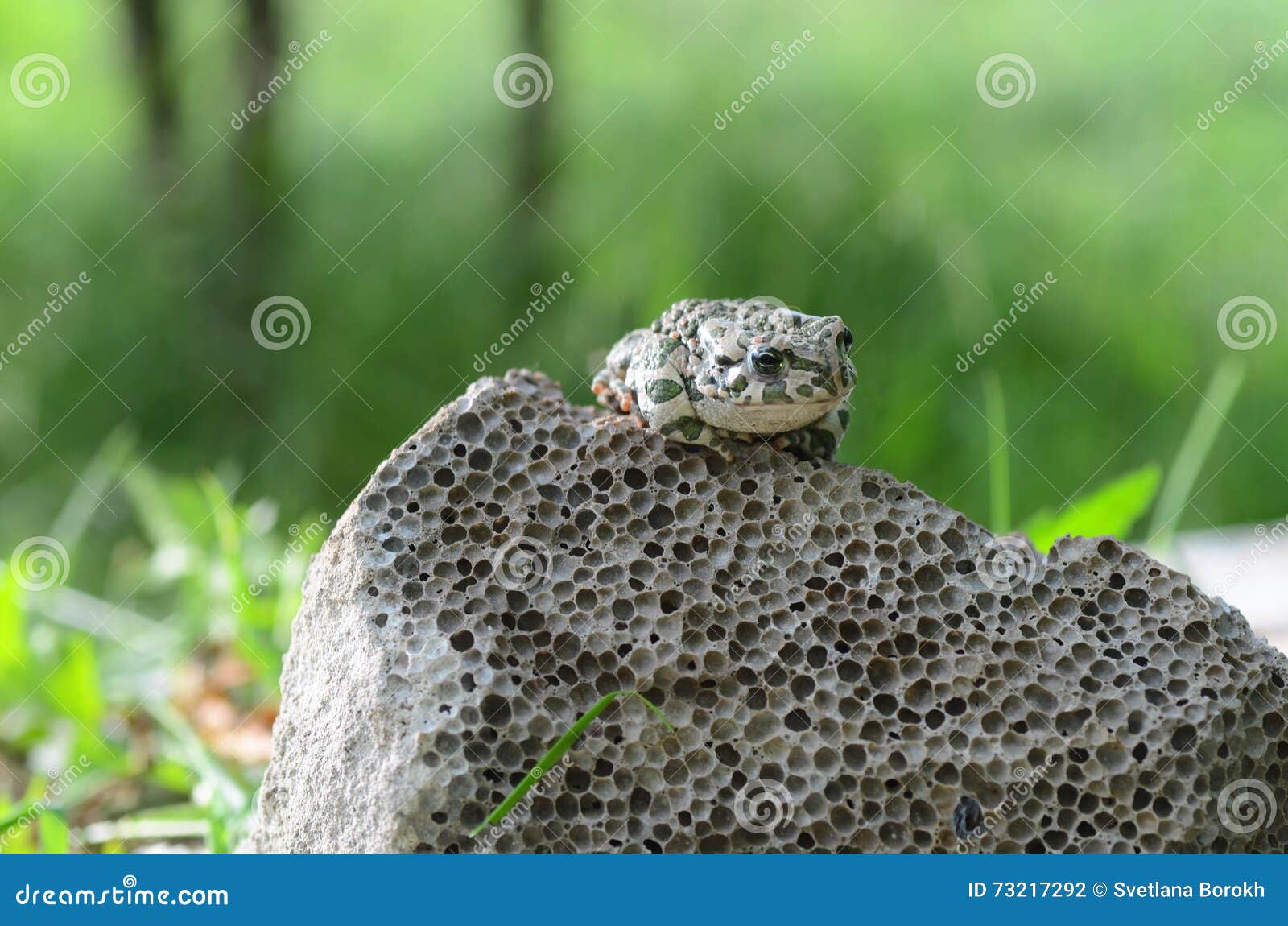 Spotted an Earthen Toad Sitting on a Stone, Close-up. Bufo Bufo Stock ...