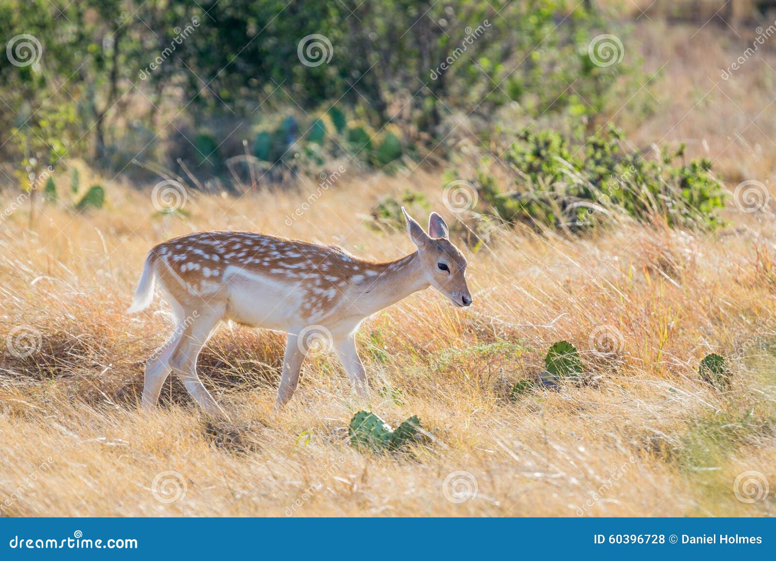 Spotted Fallow Deer Fawn stock photo. Image of nature - 60396728