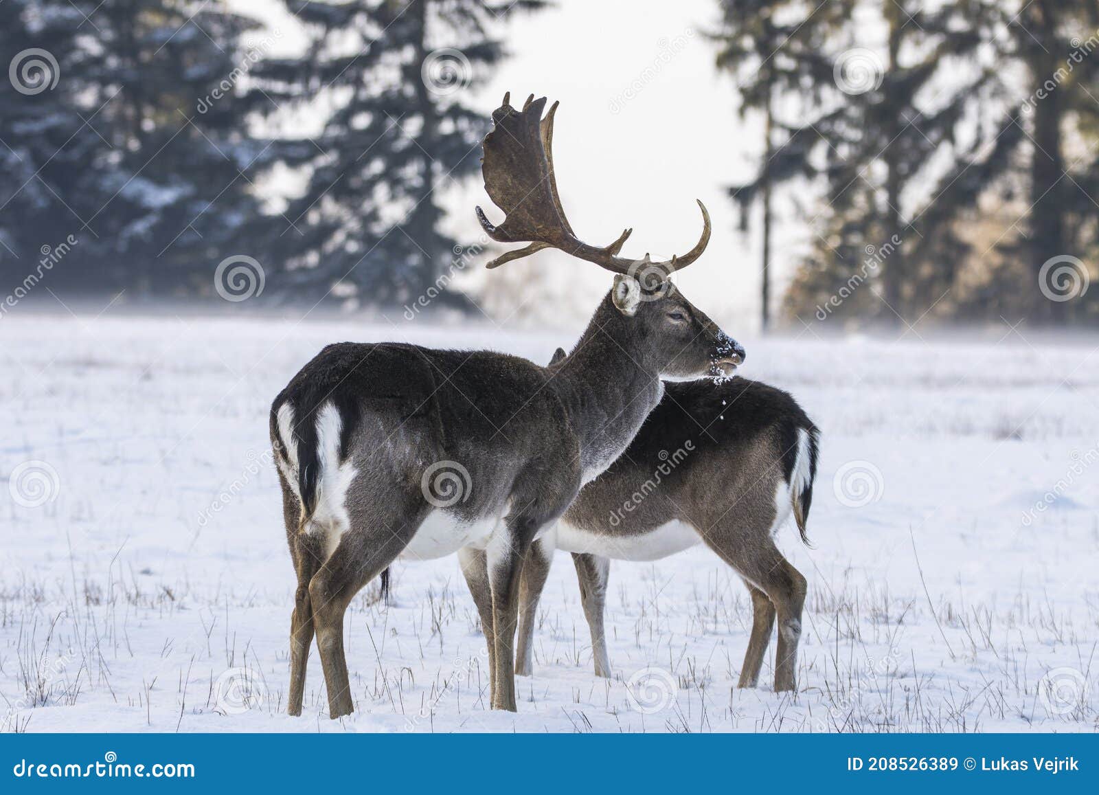Spotted Fallow Deer in Winter Landscape Stock Image - Image of mist ...
