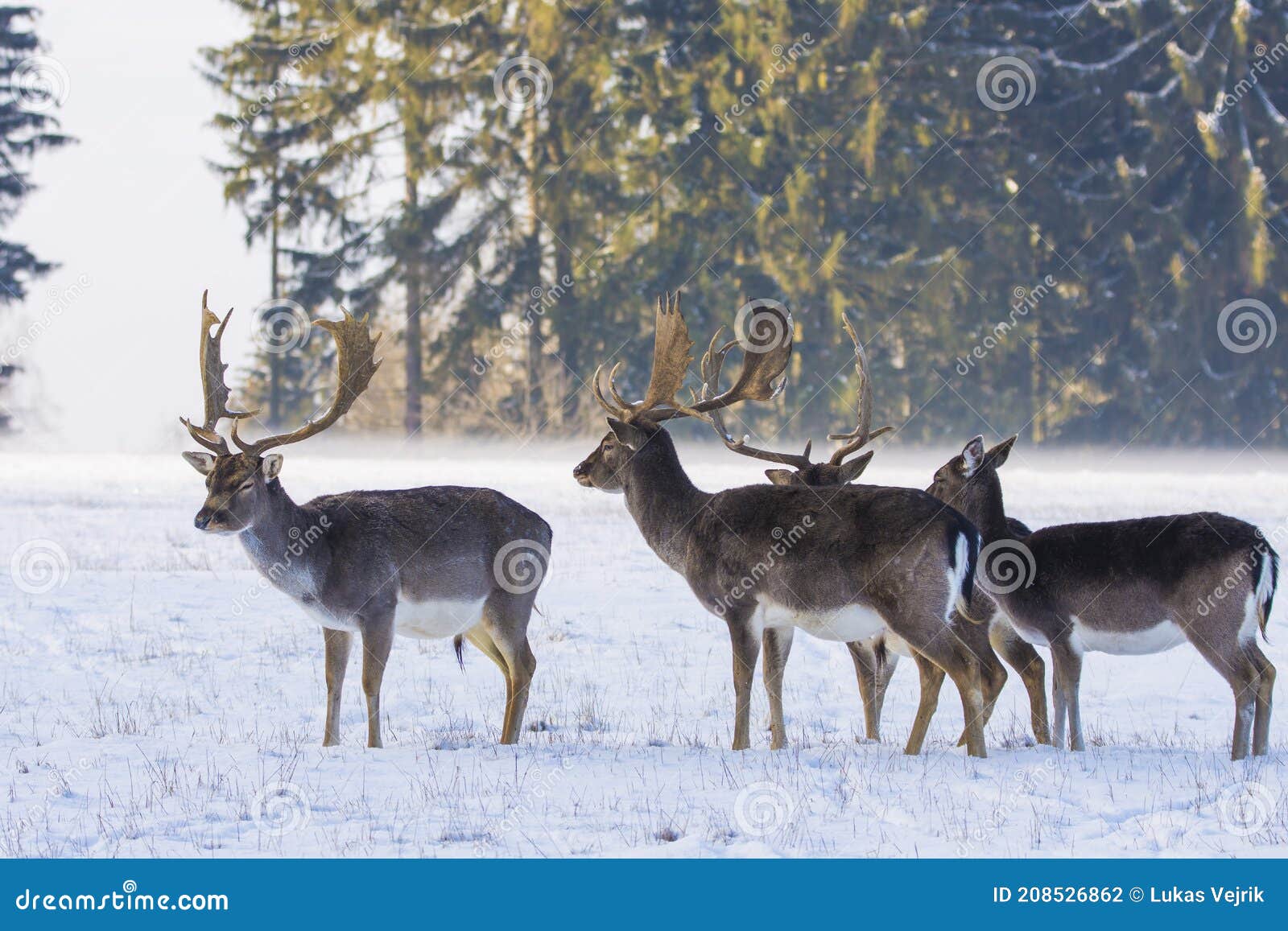 Spotted Fallow Deer in Winter Landscape Stock Photo - Image of bracken ...