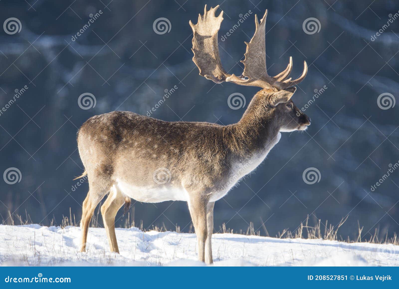Spotted Fallow Deer in Winter Landscape Stock Image - Image of elaphus ...