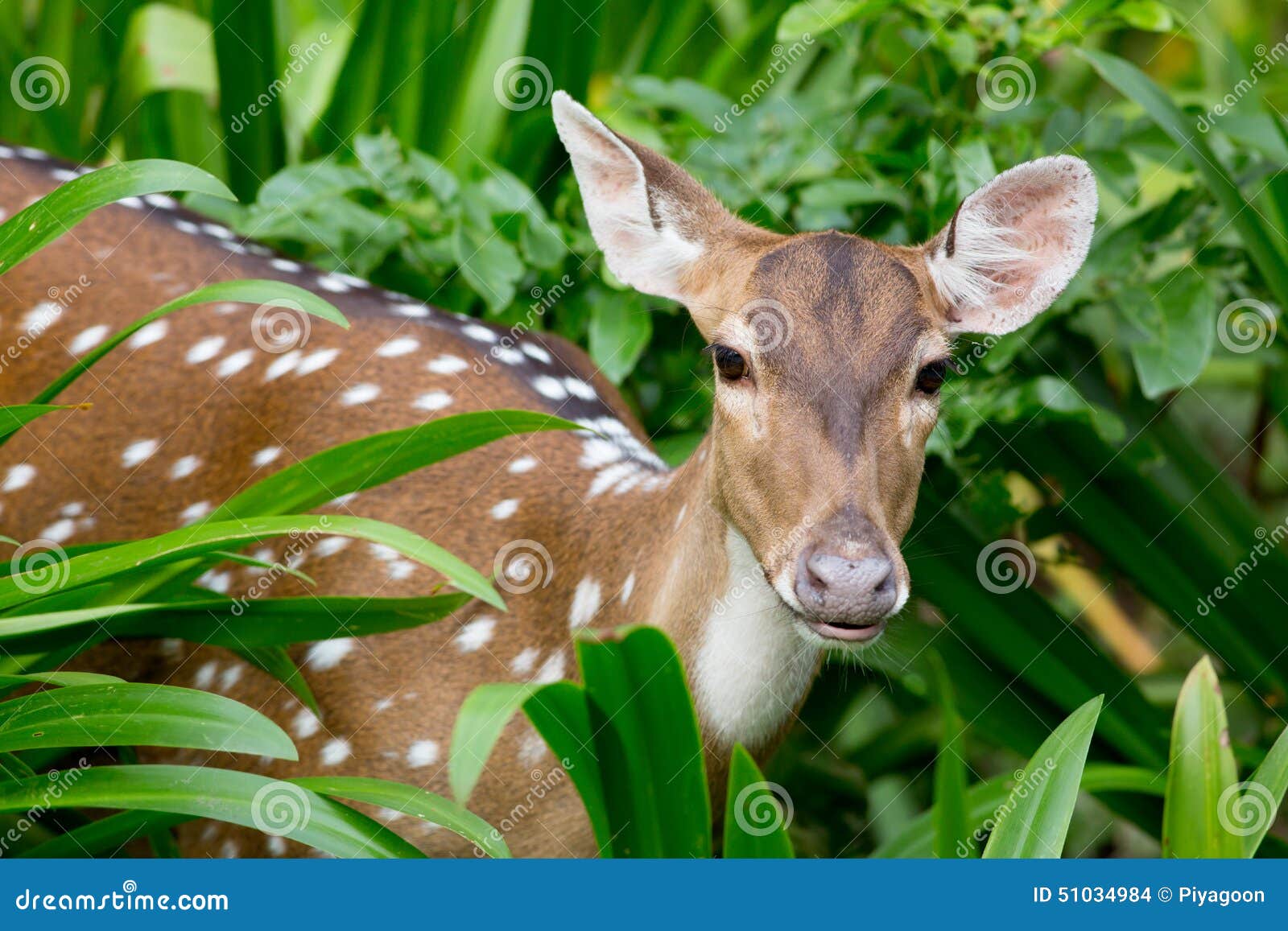 Spotted fallow deer stock photo. Image of spotty, female - 51034984