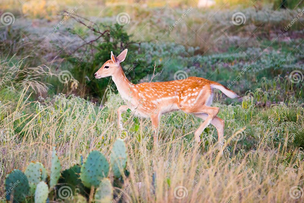 Spotted Fallow Fawn stock image. Image of nature, habitat - 58764883