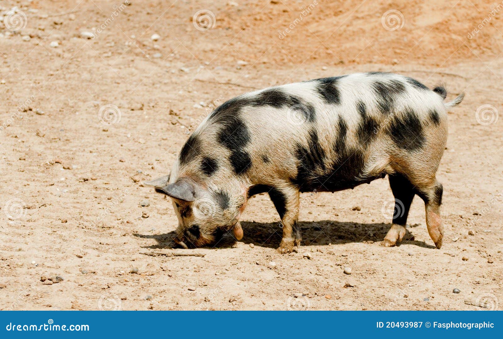 A spotted farm pig stock image. Image of pork, outdoors - 20493987