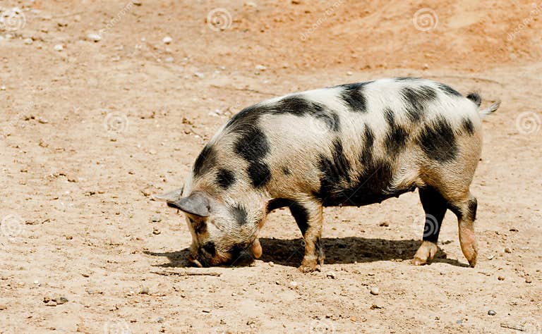 A spotted farm pig stock image. Image of pork, outdoors - 20493987