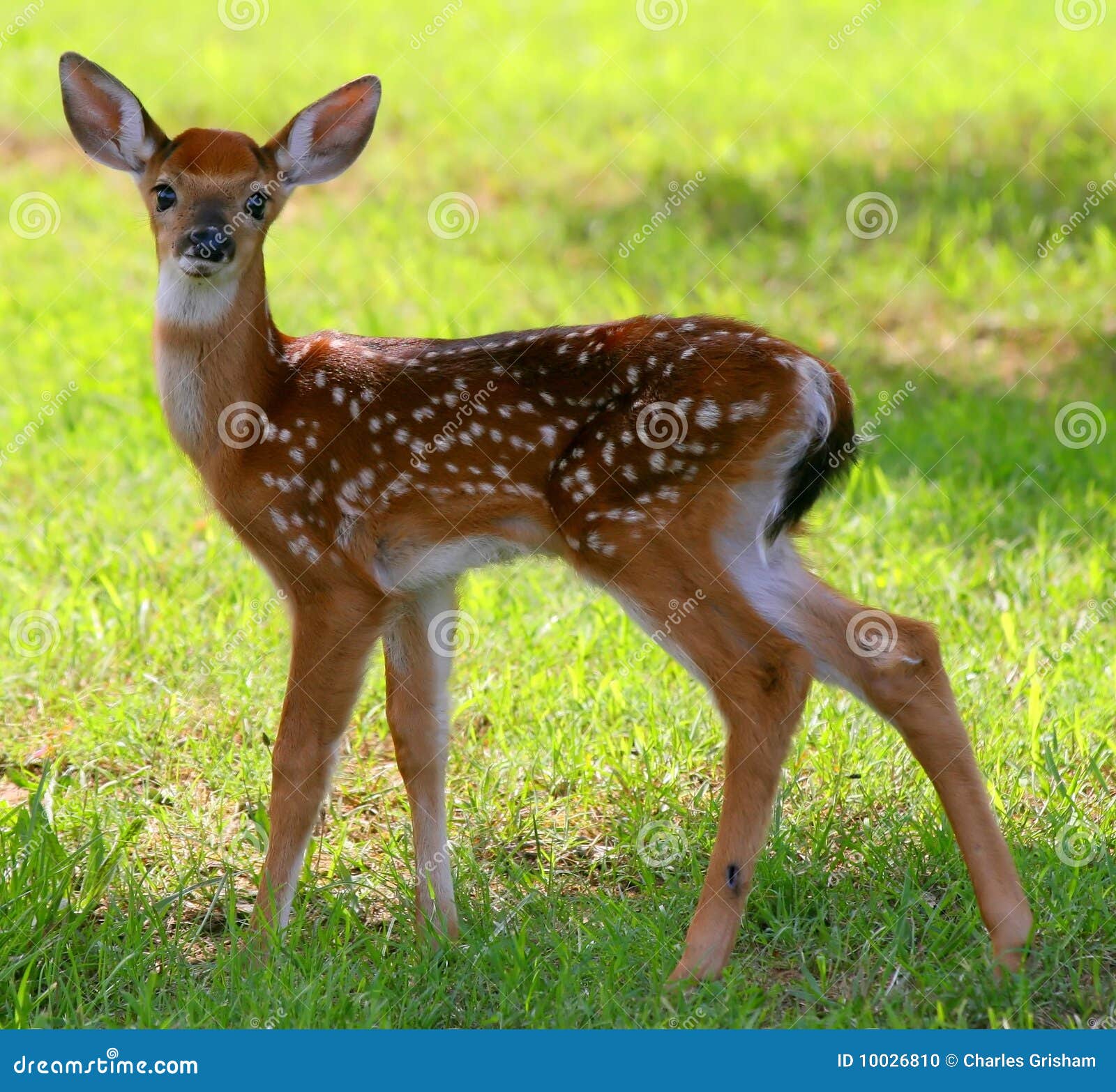 Spotted Fawn stock photo. Image of baby, colorful, couple - 10026810