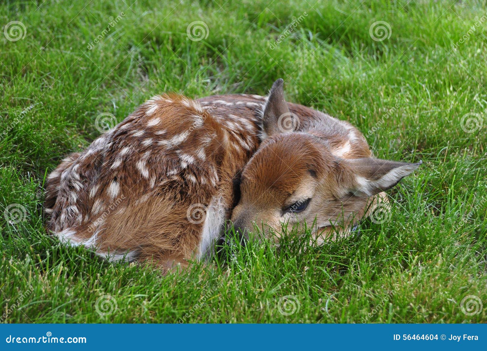 Spotted Fawn stock photo. Image of outdoors, peaceful - 56464604
