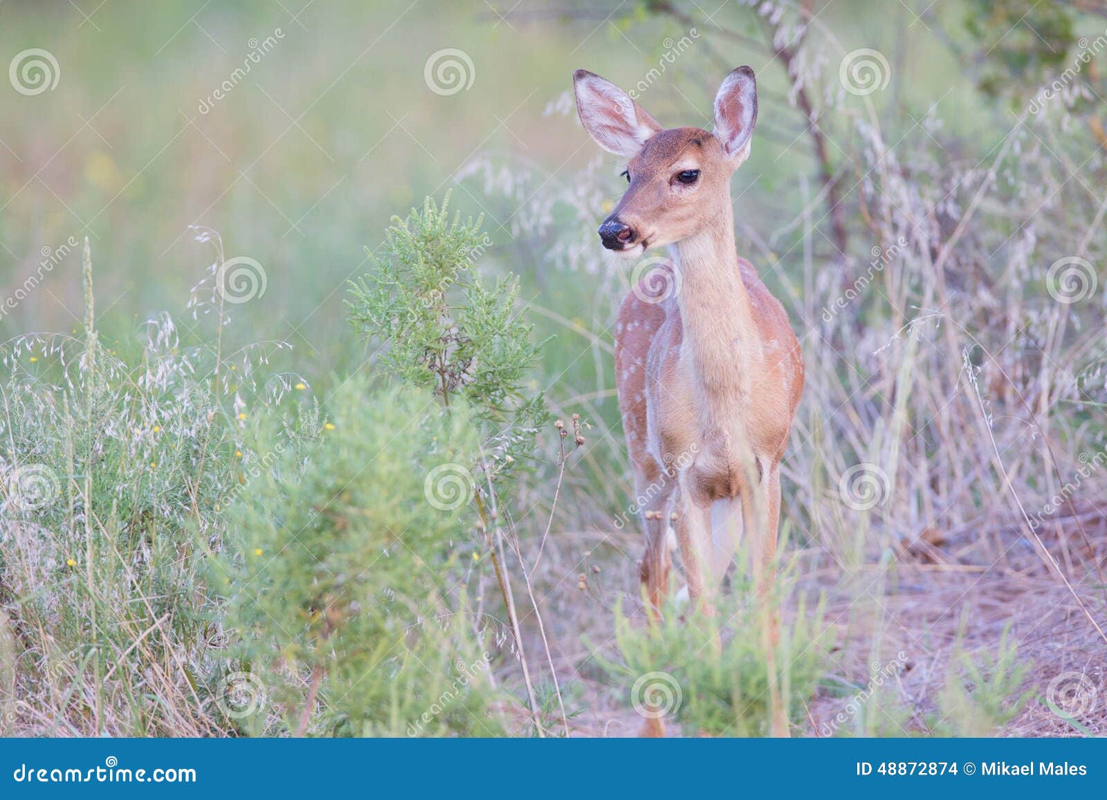 Spotted fawn in spring stock photo. Image of crockett - 48872874