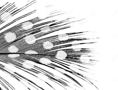 Spotted feather stock photo. Image of fowl, white, gentle - 7274096